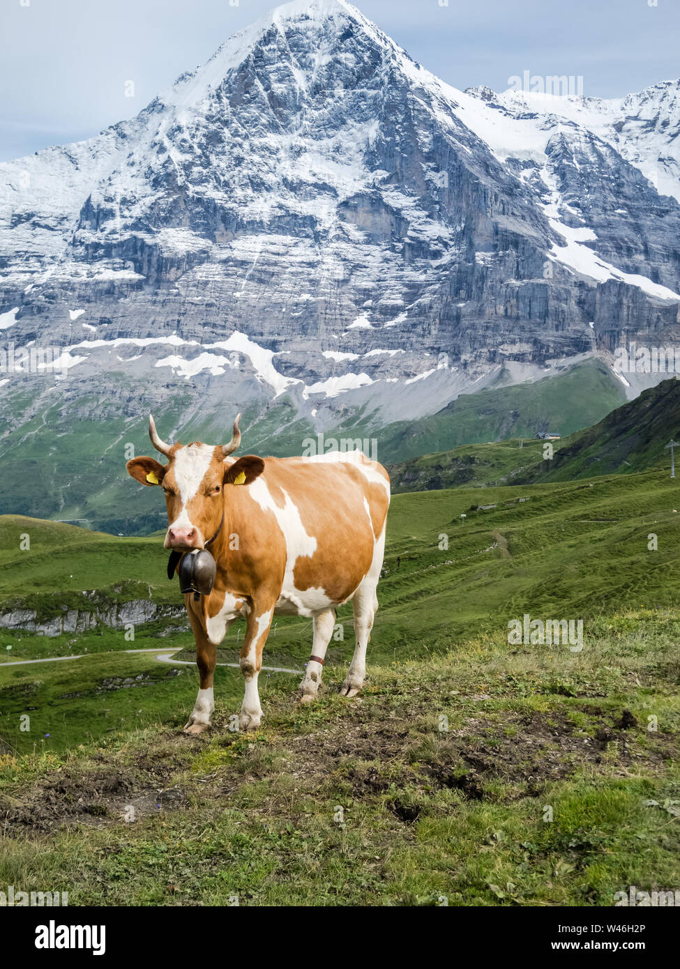 Swiss cow alps hi-res stock photography and images - Alamy