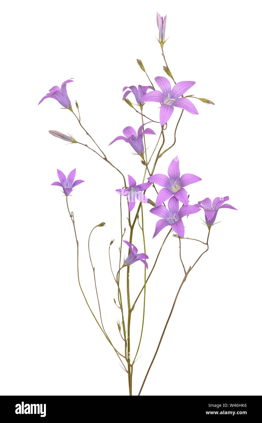 Campanula patula flowers isolated on white background Stock Photo - Alamy