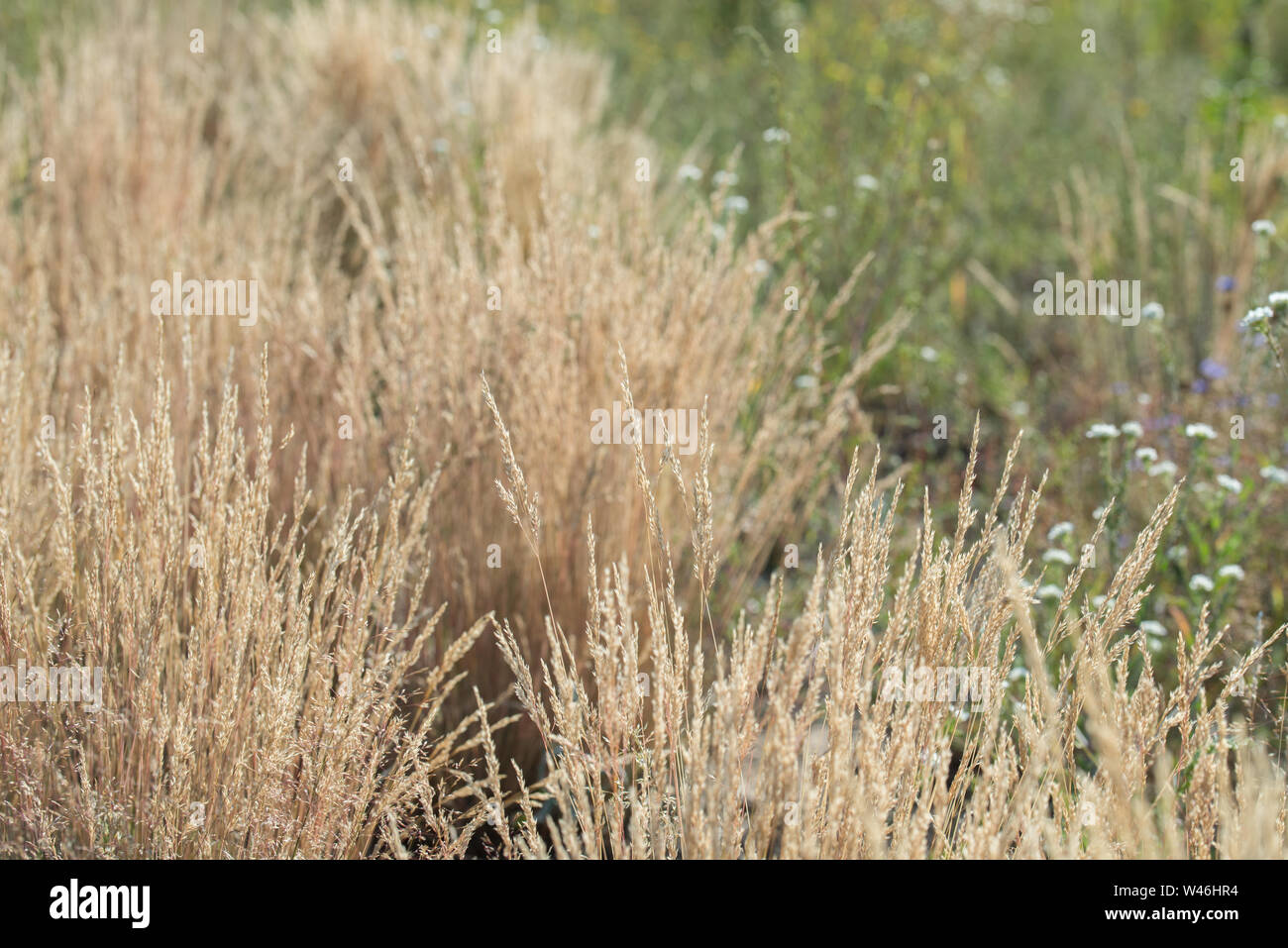 Fluffy dried grass hi-res stock photography and images - Alamy