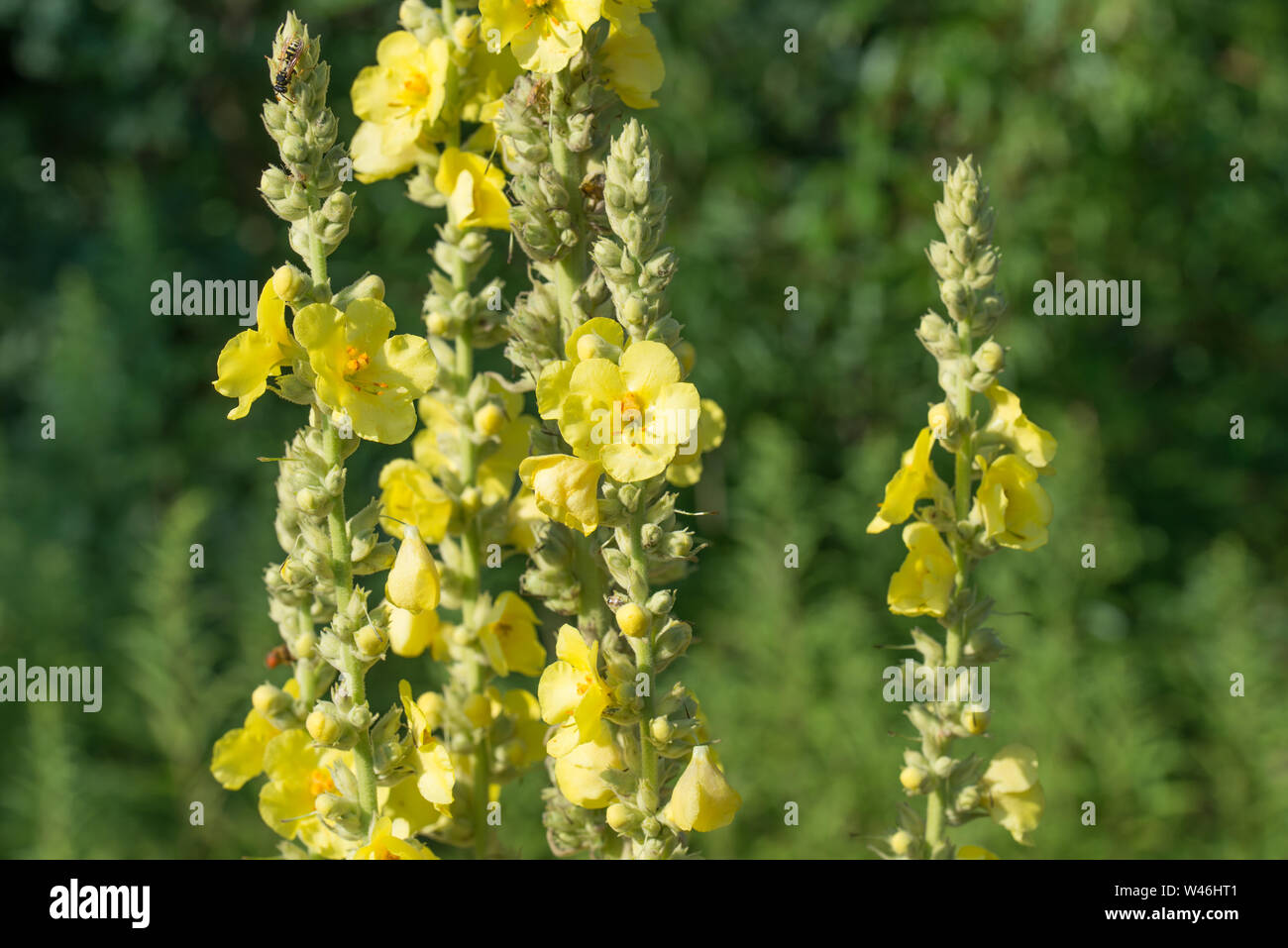 Verbascum lychnitis, mullein, velvet plant yellow flowers closeup Stock ...