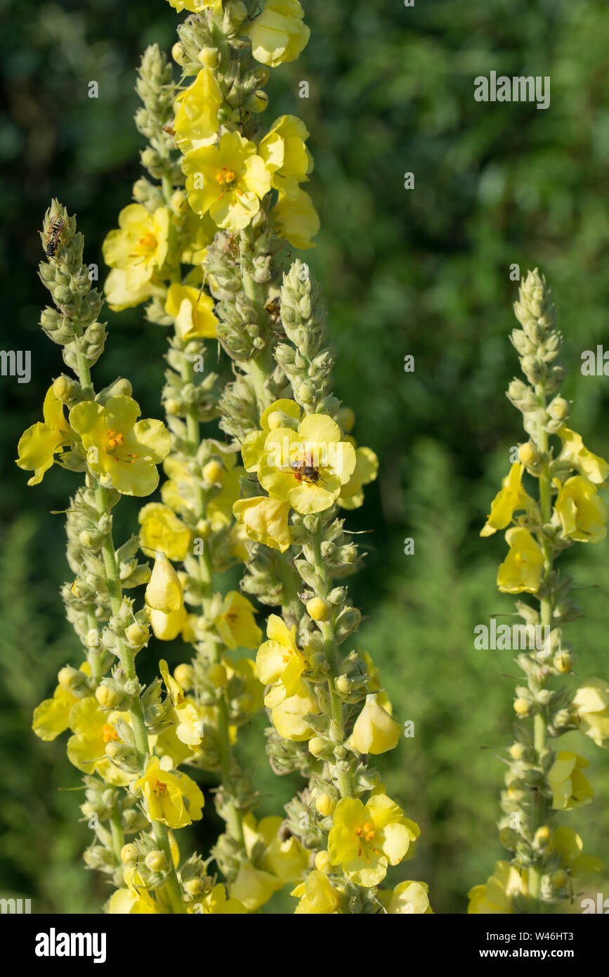 Yellow mullein hi-res stock photography and images - Alamy