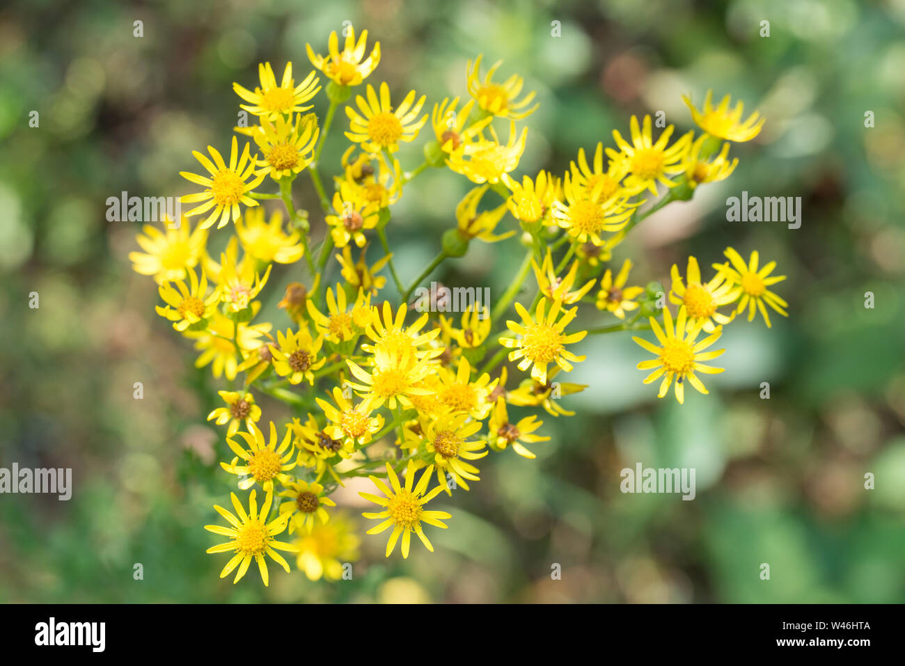 Yellow verbascum plant hi-res stock photography and images - Alamy