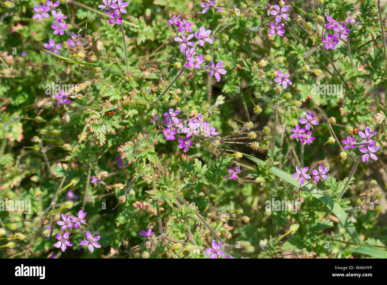 Erodium cicutarium, redstem filaree, pinweed in meadow Stock Photo - Alamy