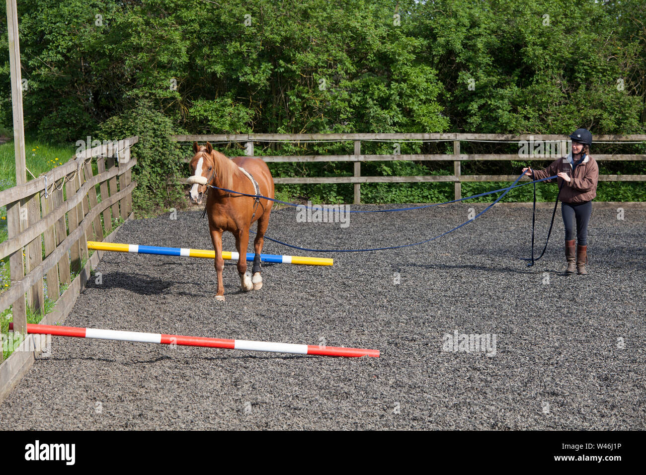Long Lining a horse at a riding school, Hertfordshire,uk Stock Photo ...