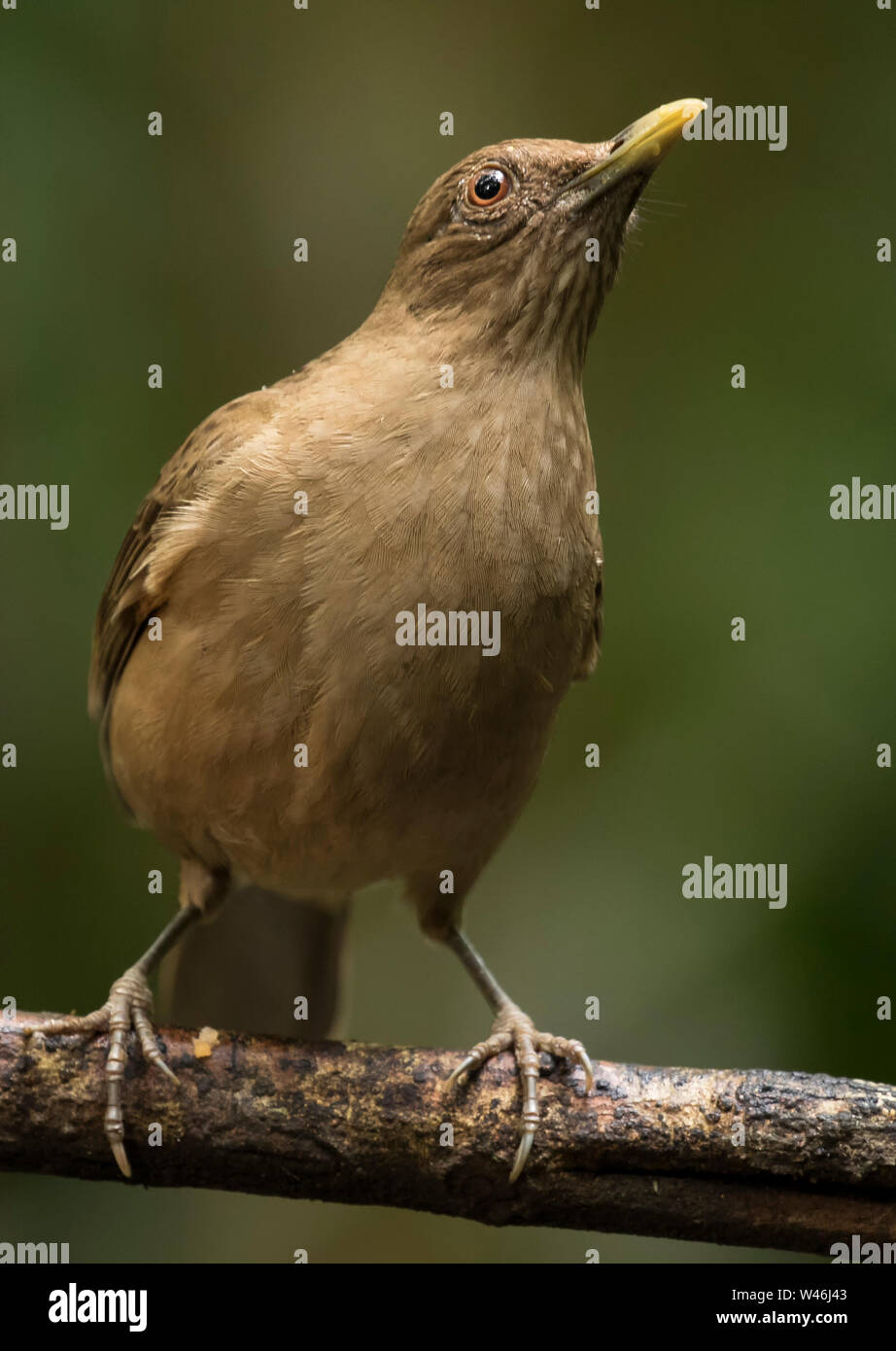Clay Coloured Thrush Stock Photo - Alamy