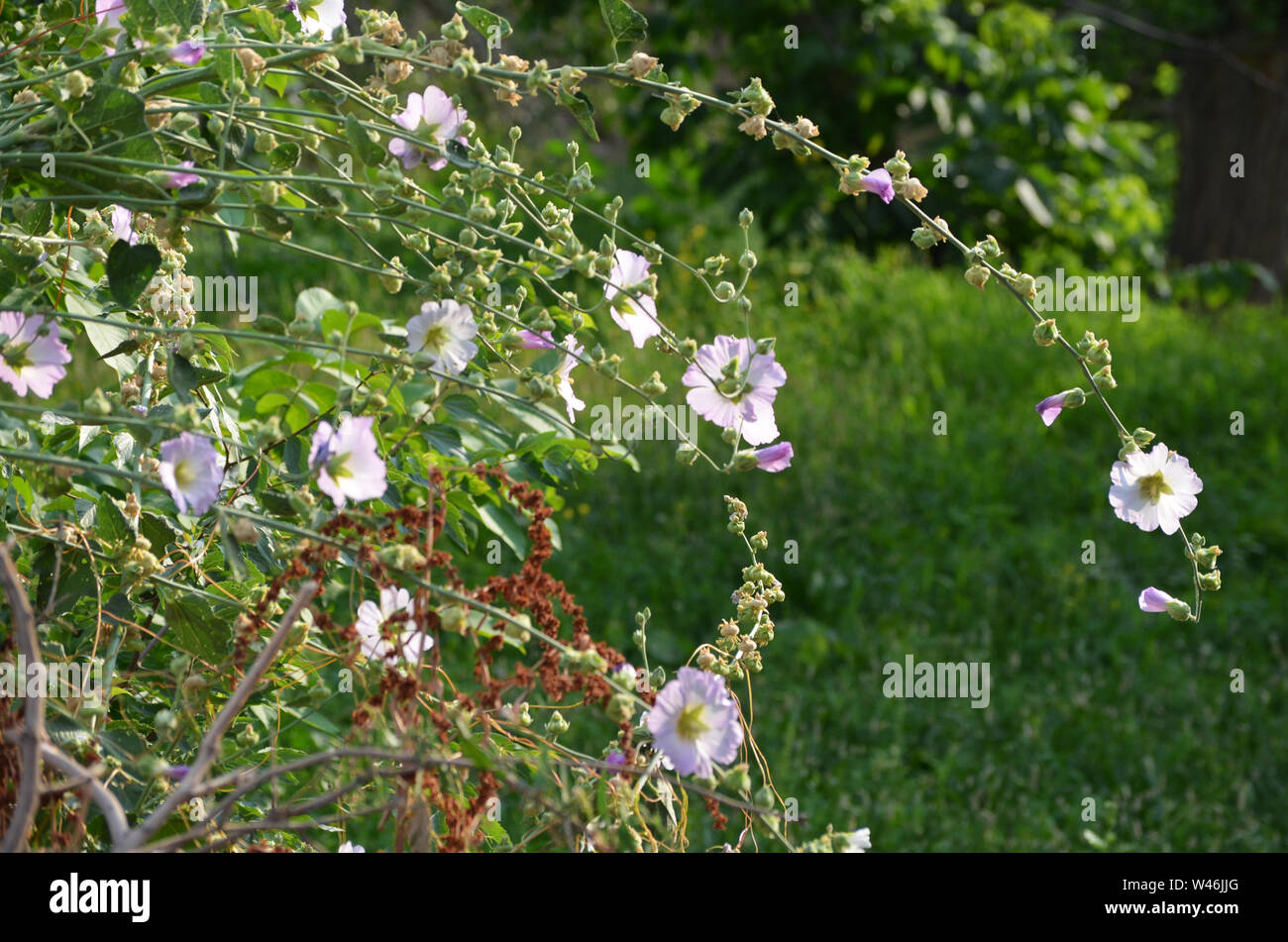 Flowers in an orchard in Uhum village, Nuratau mountains, Uzbekistan ...