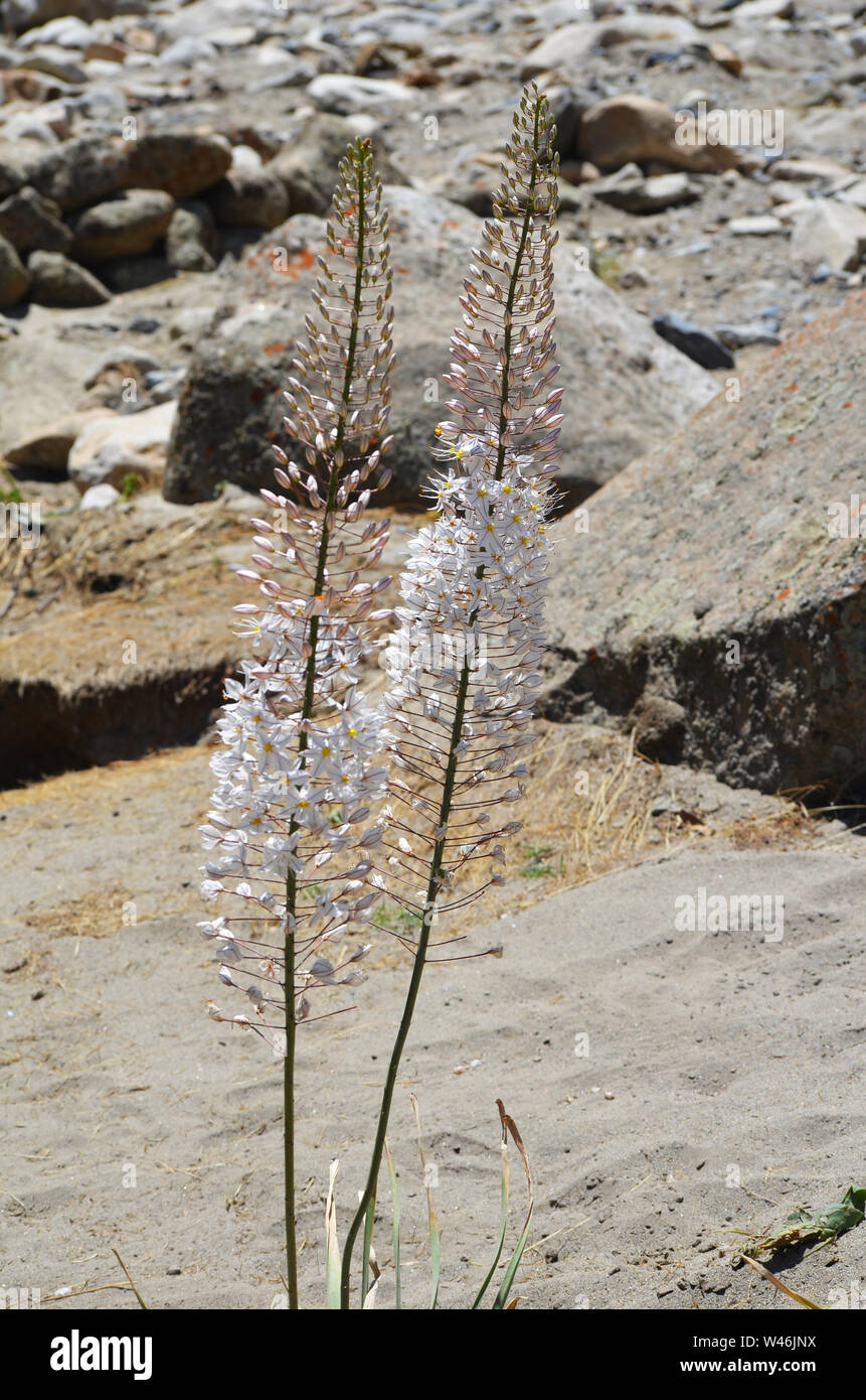 Flowers in an orchard in Uhum village, Nuratau mountains, Uzbekistan ...