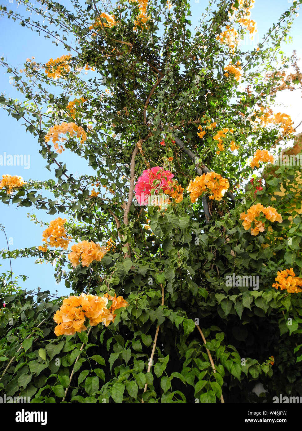 Flowers in a botanical garden in Poland Stock Photo - Alamy