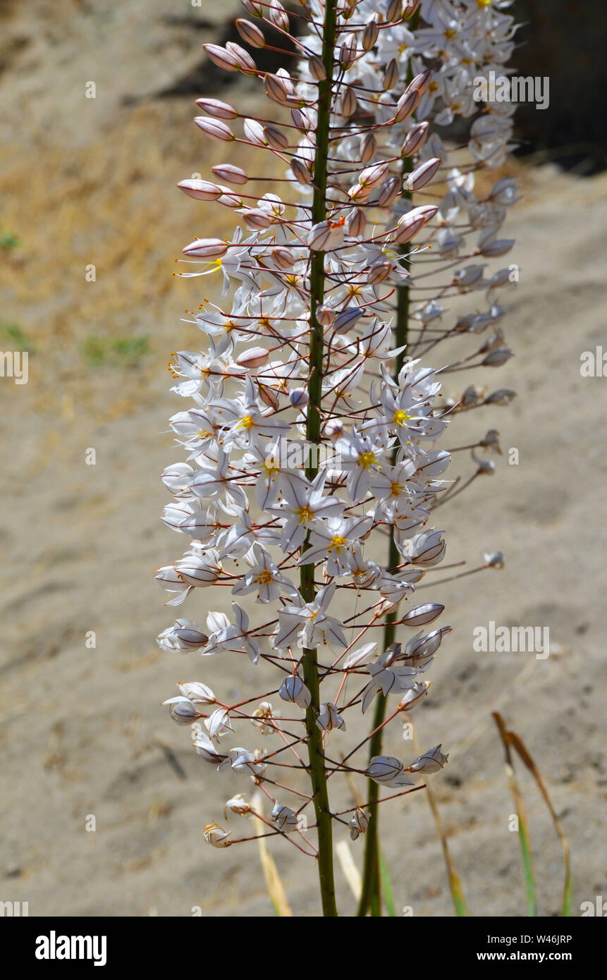 Flowers in an orchard in Uhum village, Nuratau mountains, Uzbekistan ...