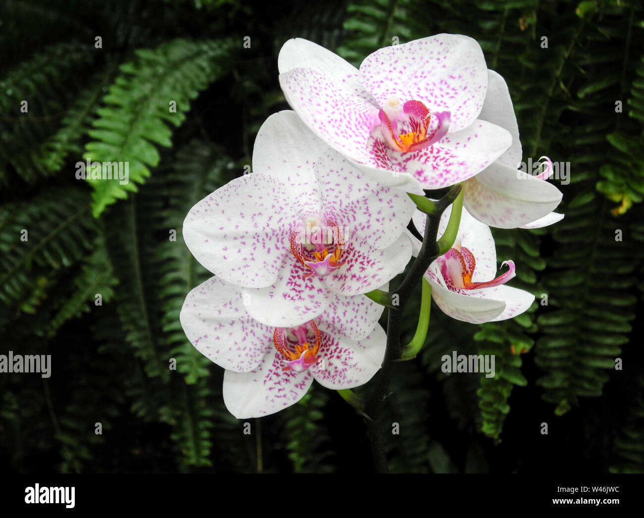 Phalaenopsis amabilis hi-res stock photography and images - Alamy
