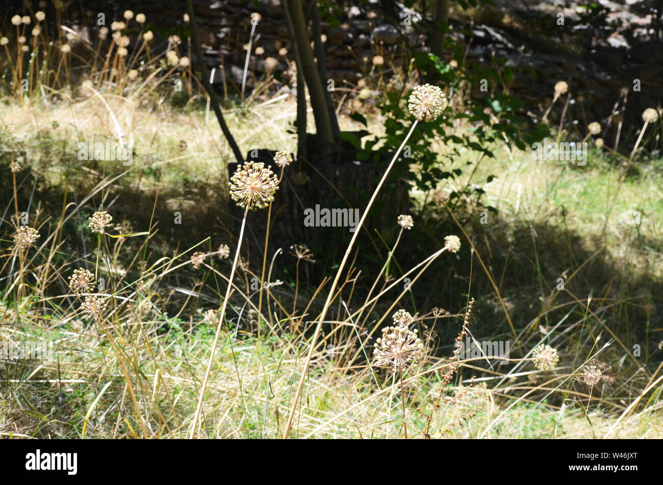 Uhum hi-res stock photography and images - Alamy