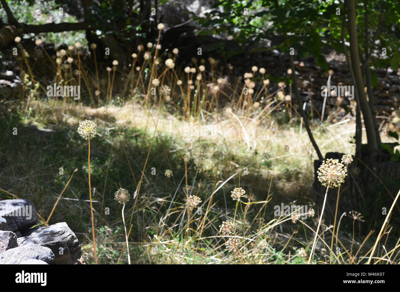 Flowers in an orchard in Uhum village, Nuratau mountains, Uzbekistan ...