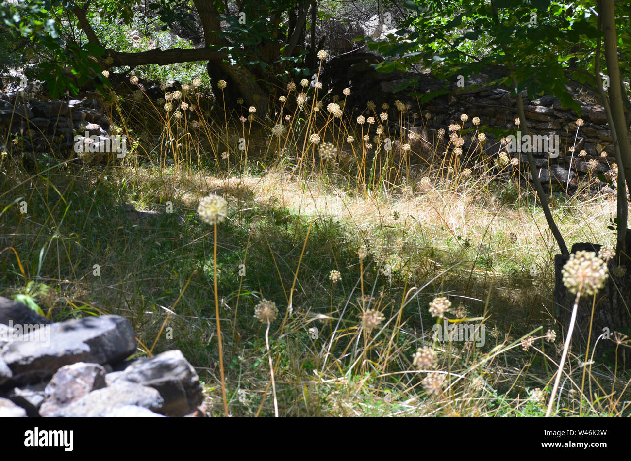 Flowers in an orchard in Uhum village, Nuratau mountains, Uzbekistan ...