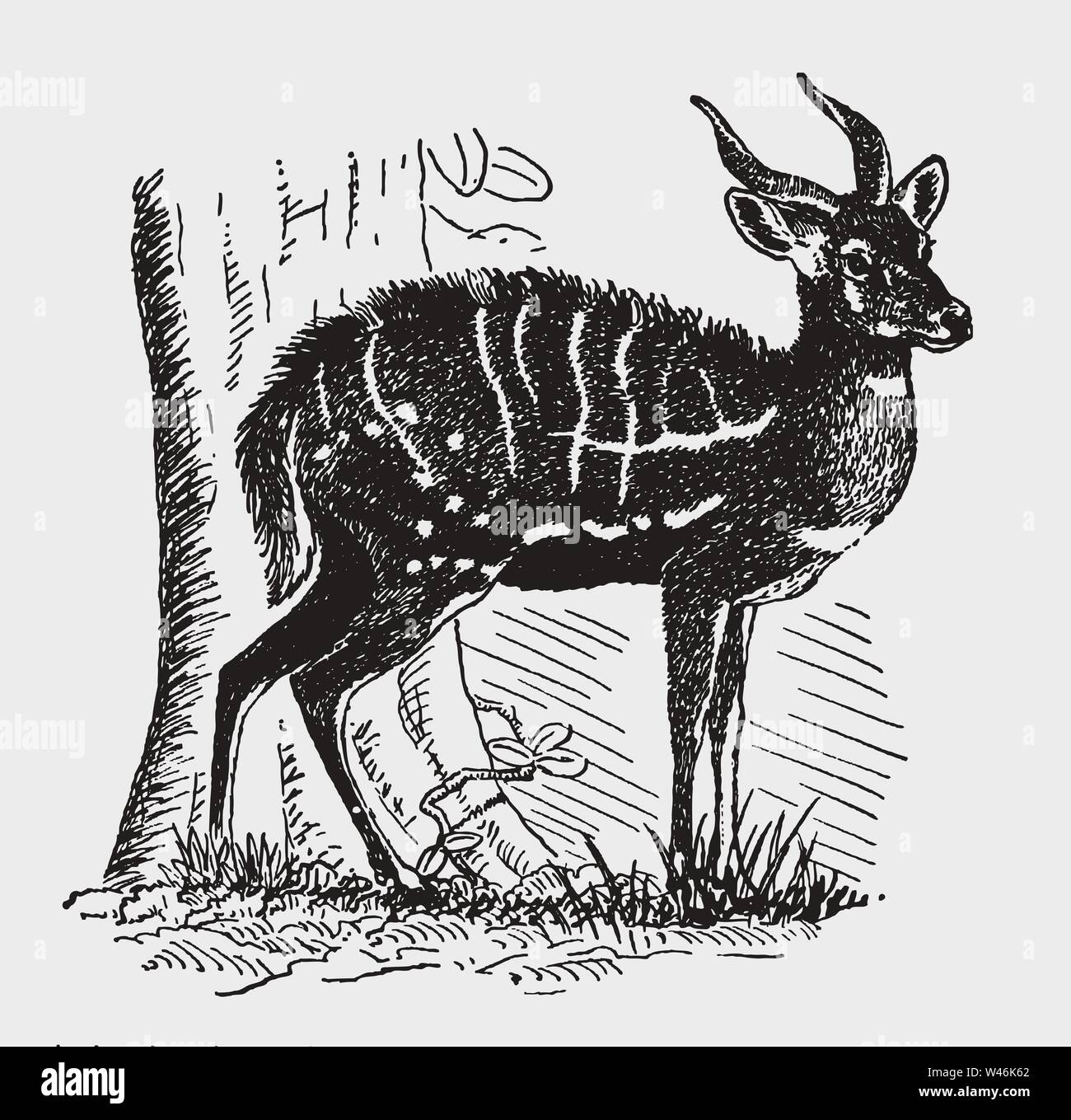 Male cape bushbuck (tragelaphus sylvaticus) standing in front of a tree ...