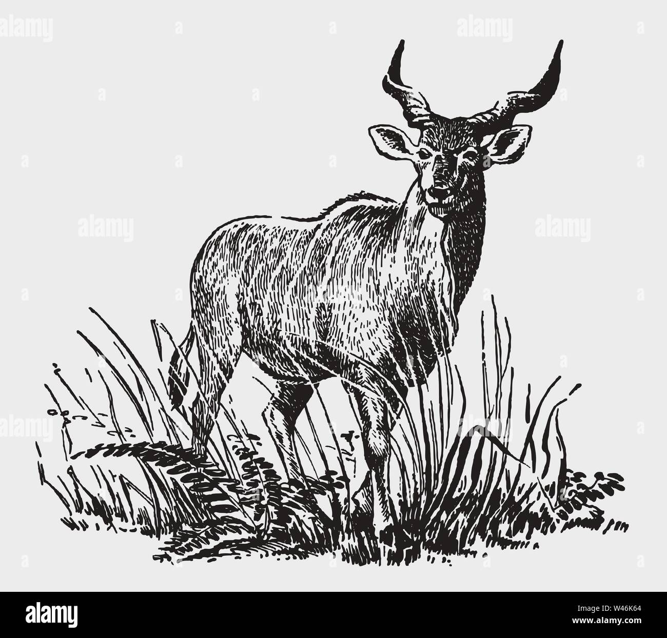 Bull common eland Stock Vector Images - Alamy