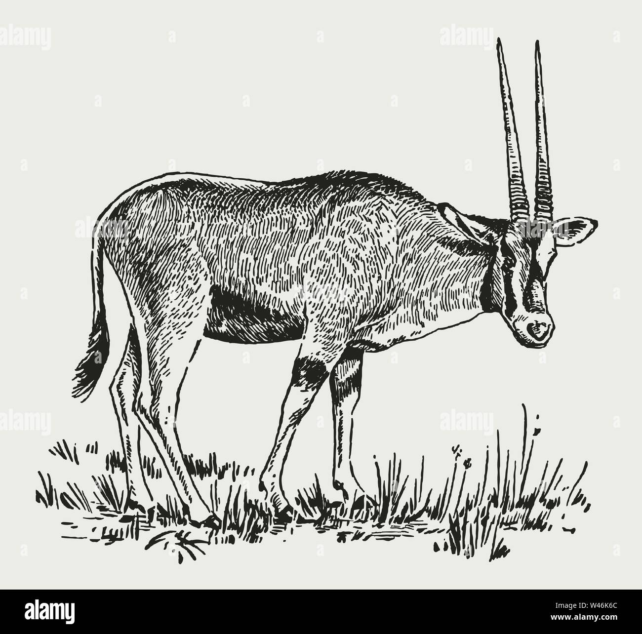 Gemsbok in grassland Stock Vector Images - Alamy