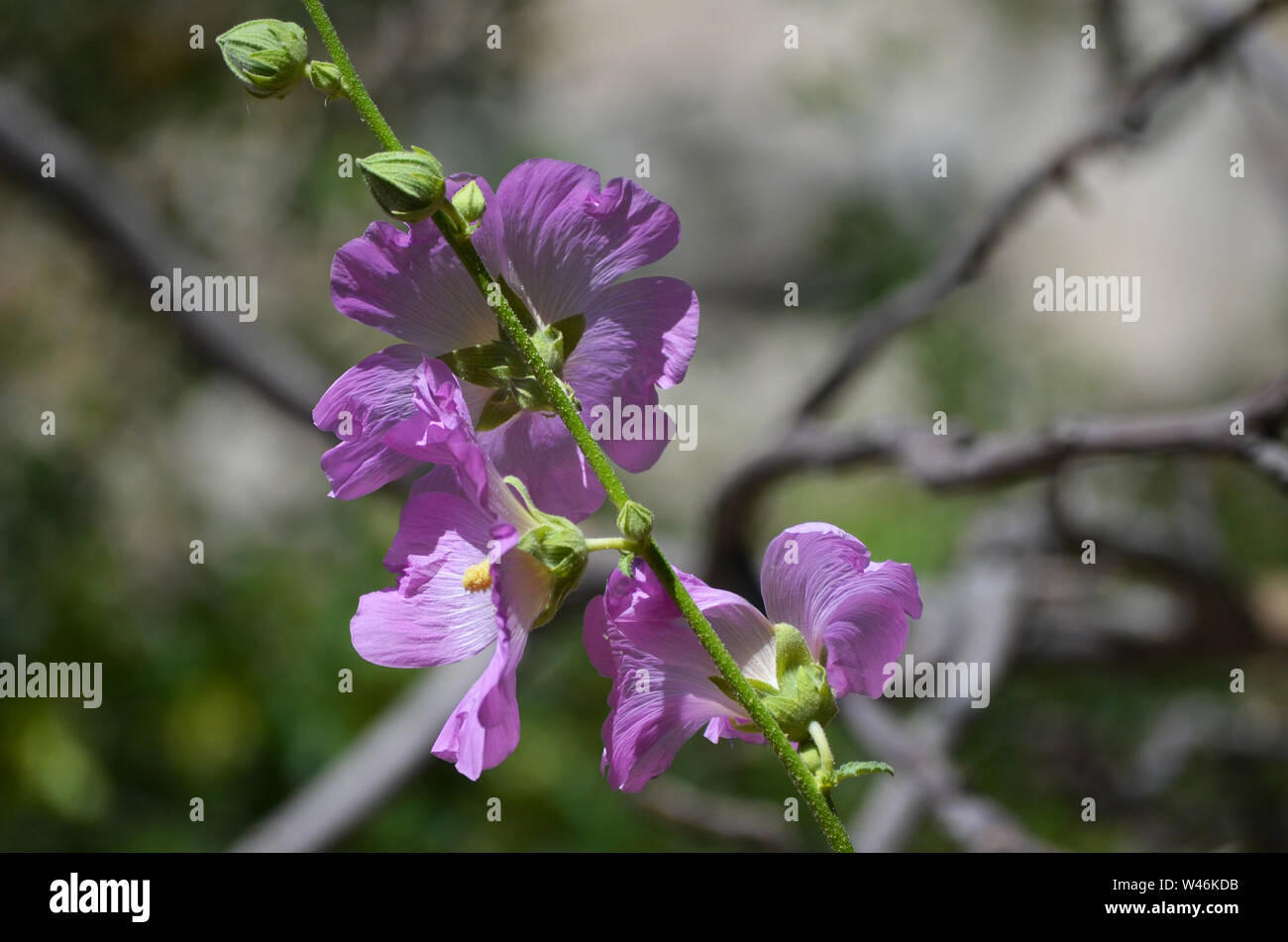Flowers in an orchard in Uhum village, Nuratau mountains, Uzbekistan ...