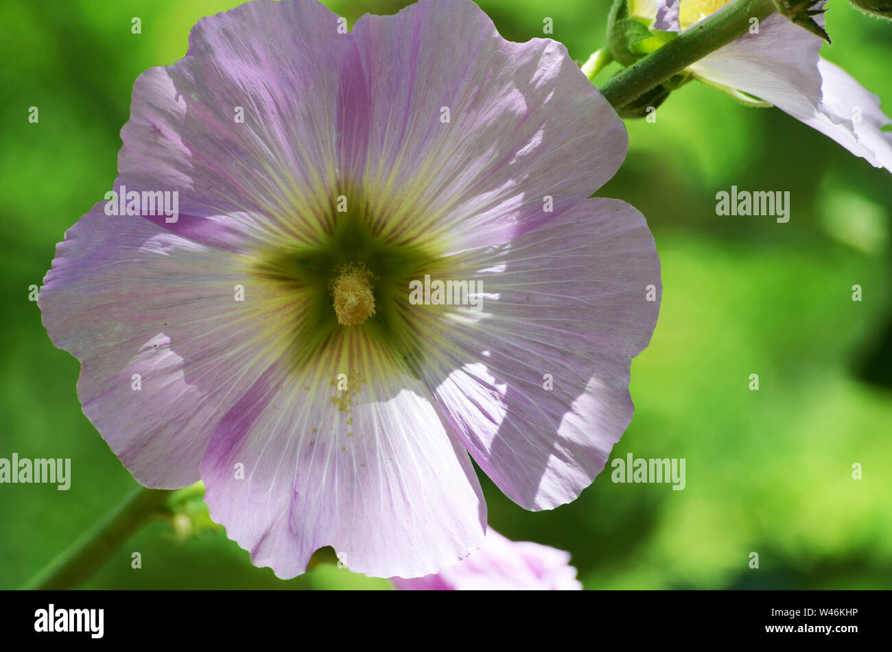 Flowers in an orchard in Uhum village, Nuratau mountains, Uzbekistan ...