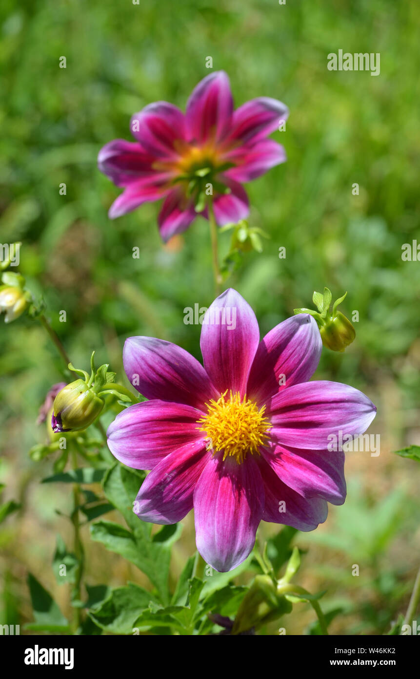 Flowers in an orchard in Uhum village, Nuratau mountains, Uzbekistan ...