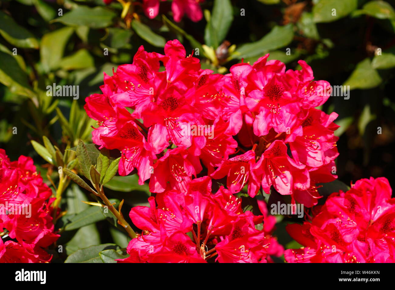 Hintergrundbild i hi-res stock photography and images - Alamy