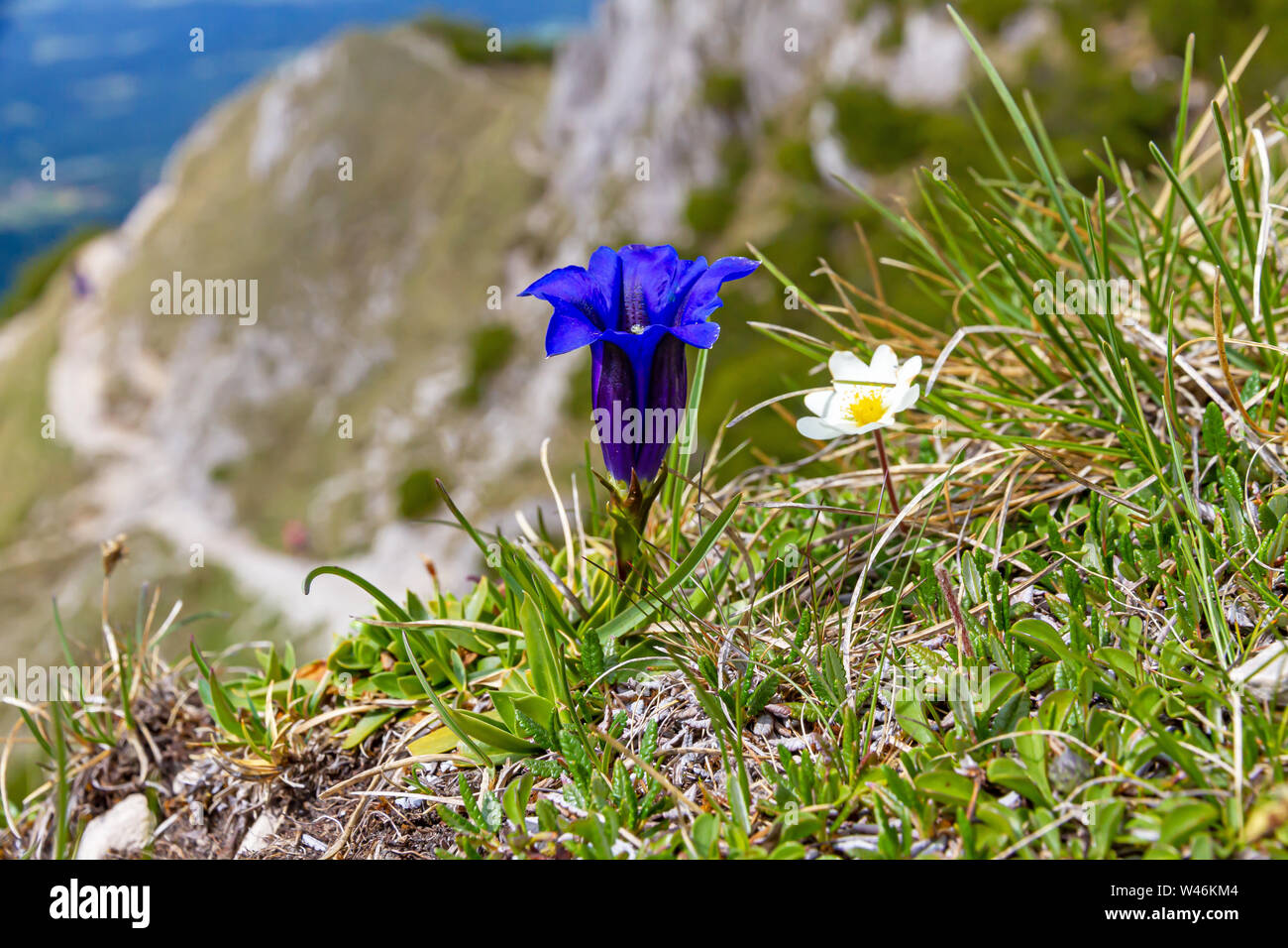 Bavaria flowers hi-res stock photography and images - Alamy