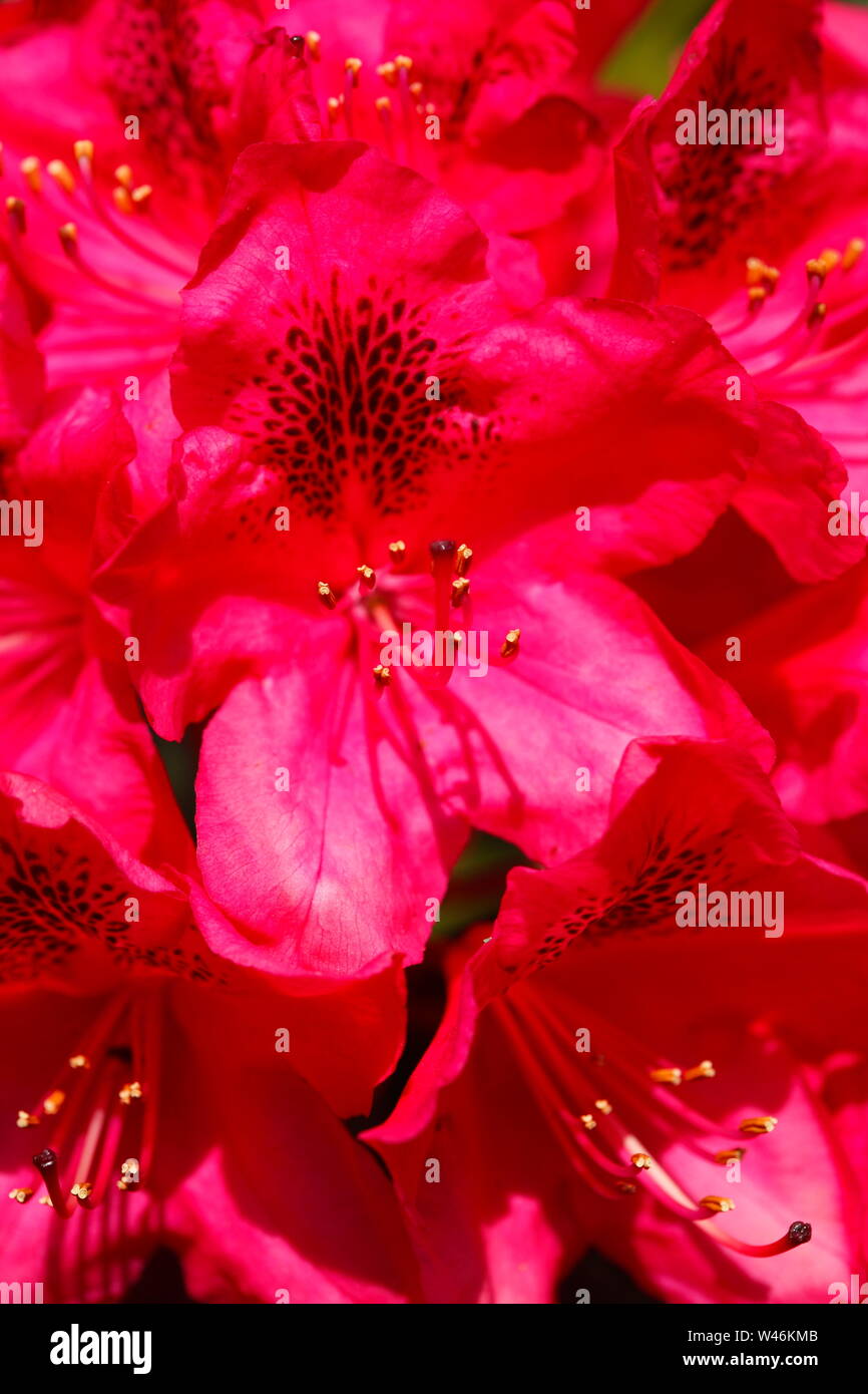 Blutenstempel i hi-res stock photography and images - Alamy