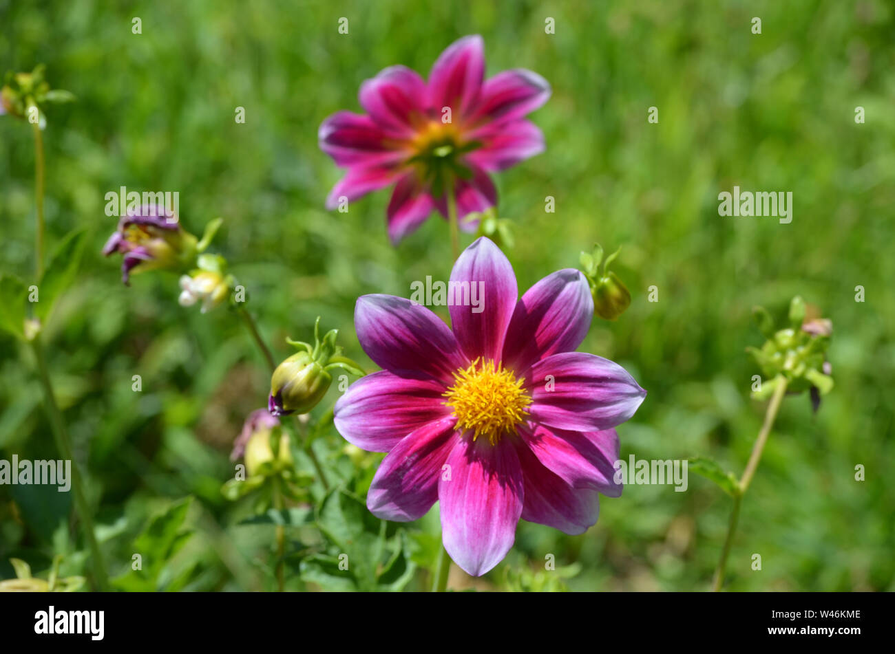 Flowers in an orchard in Uhum village, Nuratau mountains, Uzbekistan ...