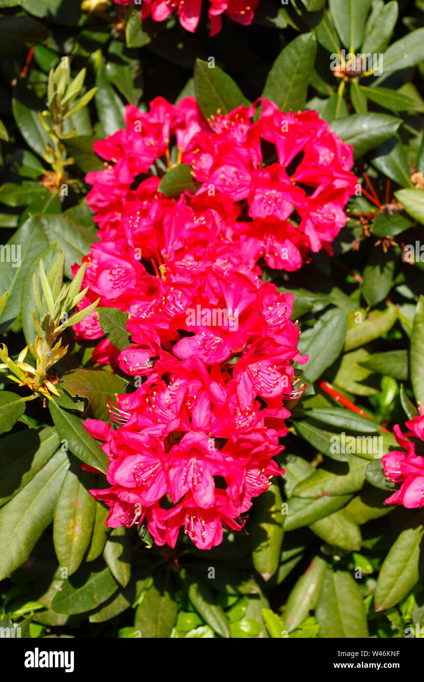 Hintergrundbild i hi-res stock photography and images - Alamy