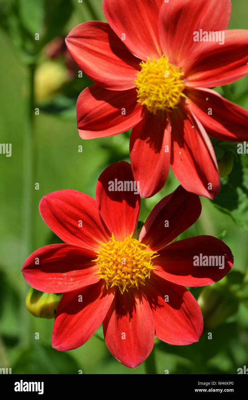 Flowers in an orchard in Uhum village, Nuratau mountains, Uzbekistan ...