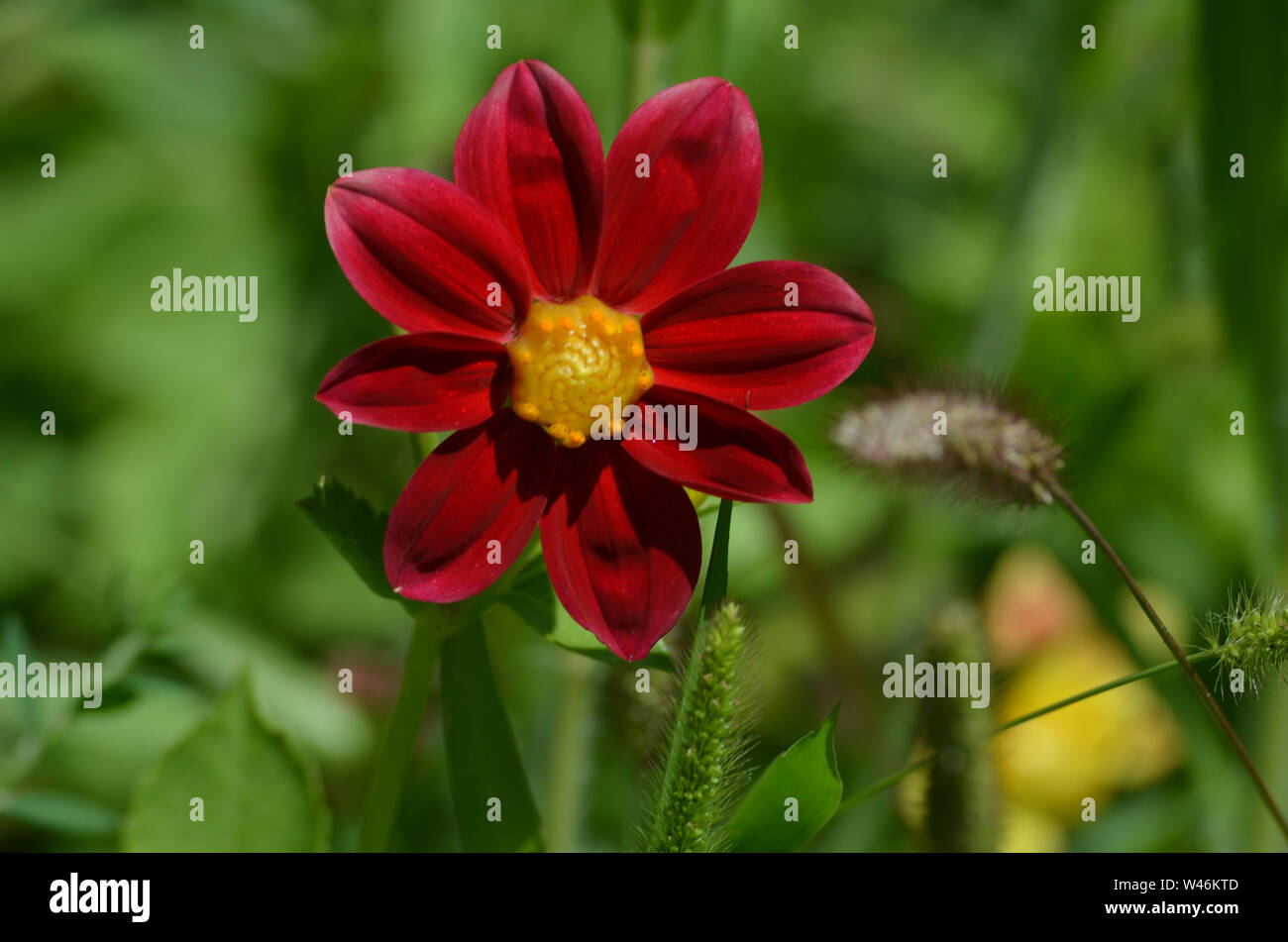 Flowers in an orchard in Uhum village, Nuratau mountains, Uzbekistan ...