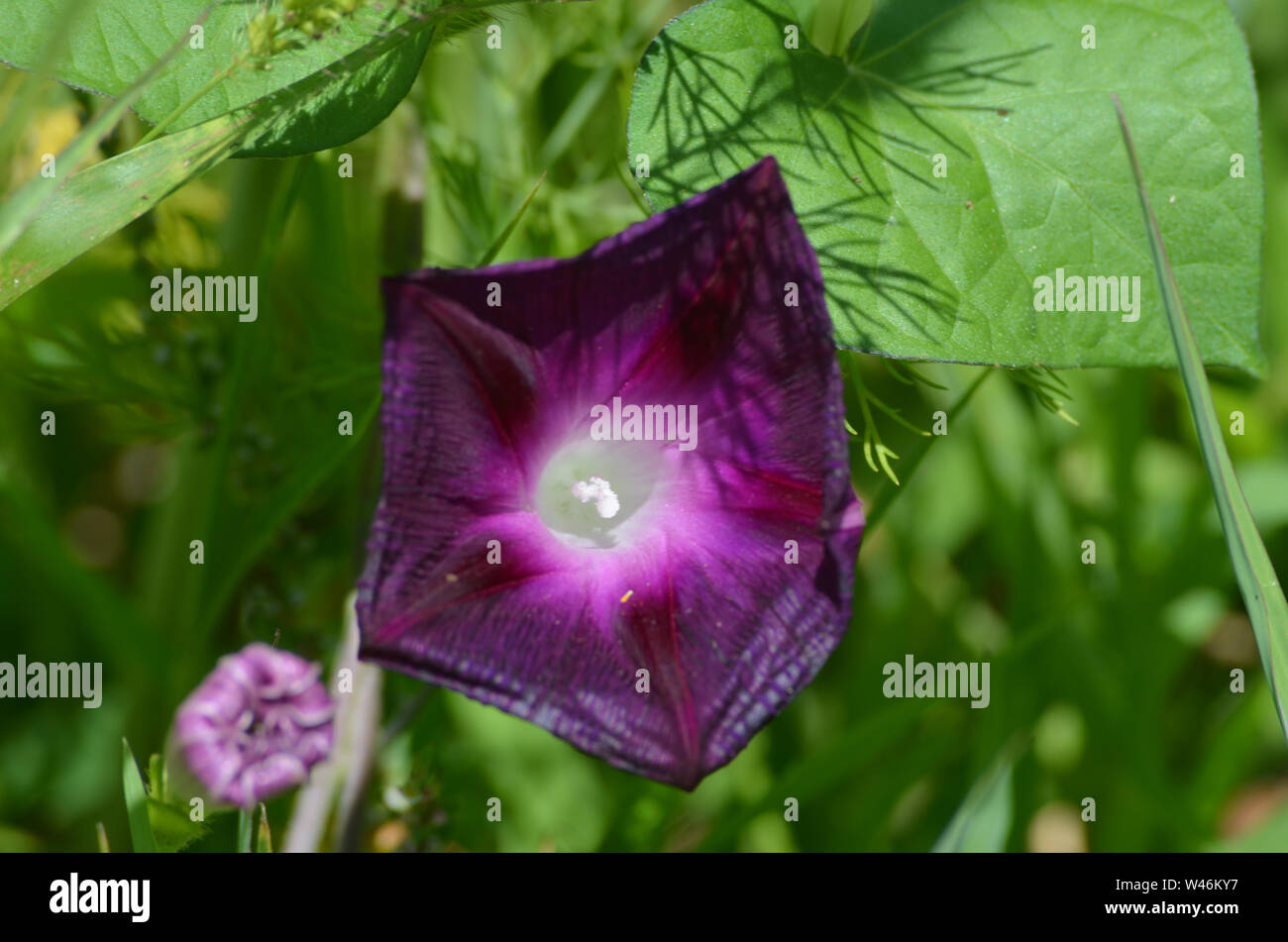 Uhum hi-res stock photography and images - Alamy