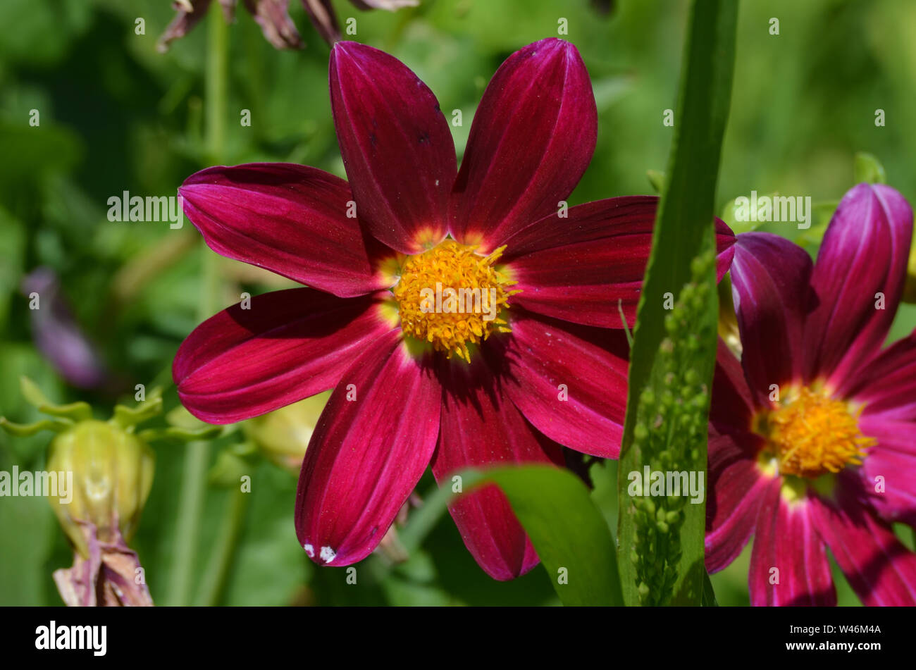 Flowers in an orchard in Uhum village, Nuratau mountains, Uzbekistan ...