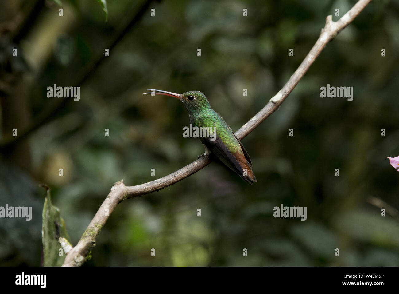 Rufous-tailed hummingbird sitting in subtropical pre-montane rain ...