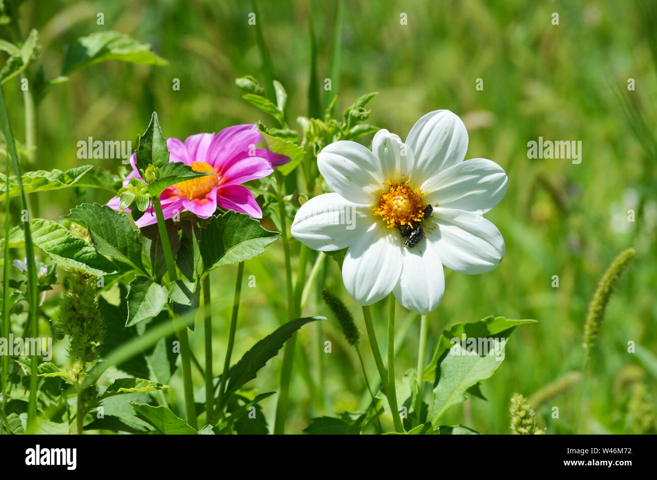 Flowers in an orchard in Uhum village, Nuratau mountains, Uzbekistan ...