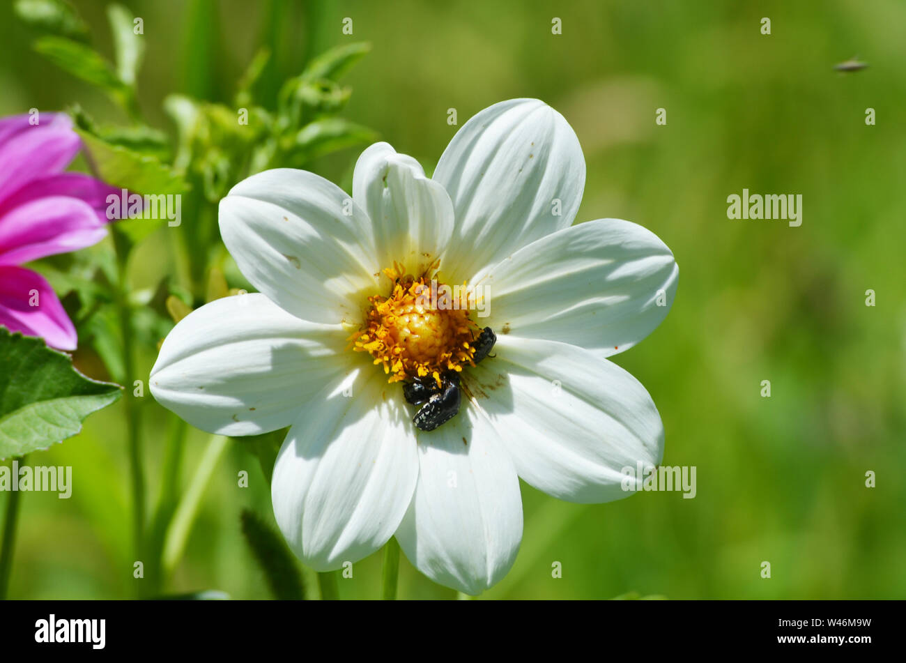 Flowers in an orchard in Uhum village, Nuratau mountains, Uzbekistan ...