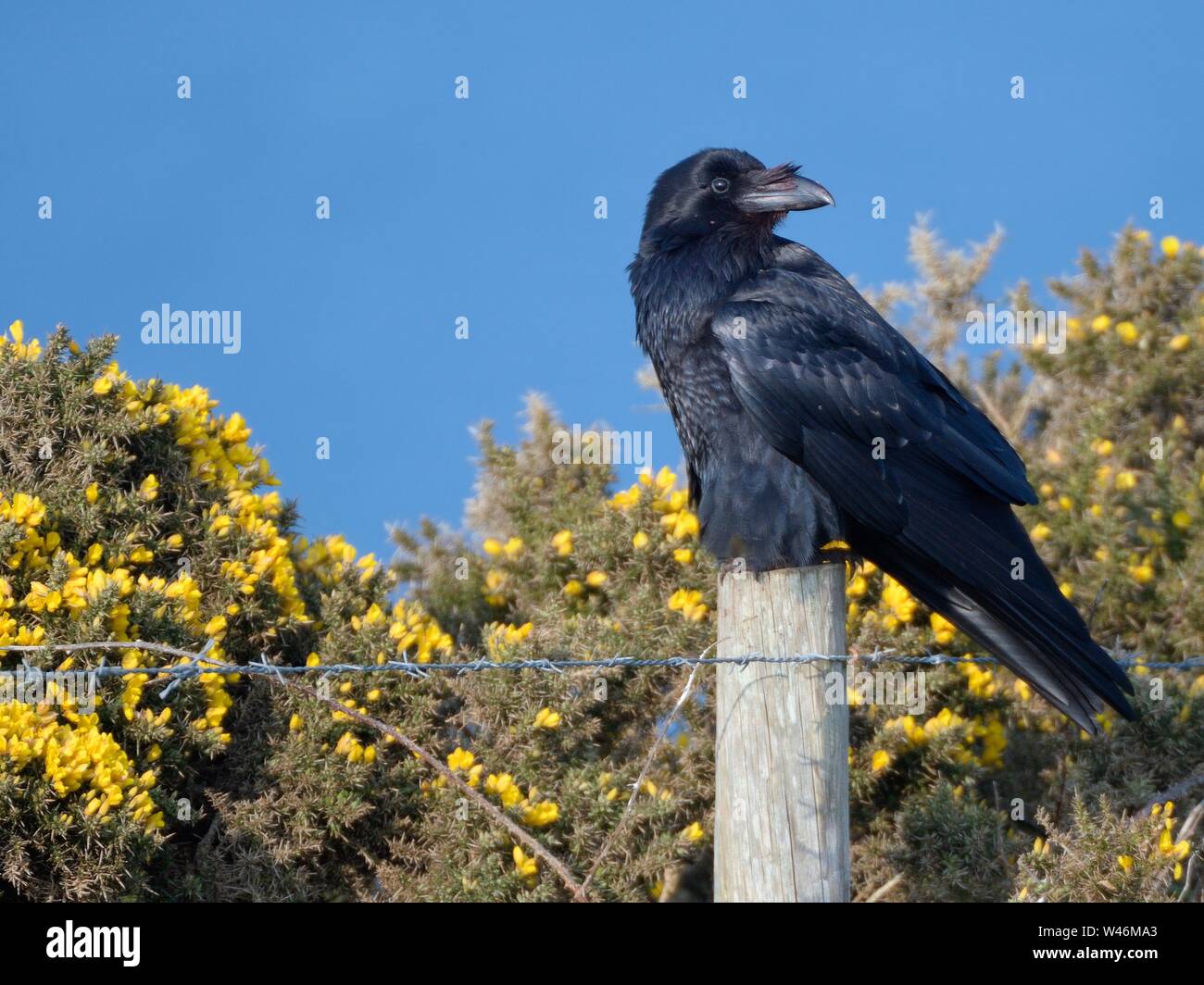 Raven on fence hi-res stock photography and images - Alamy