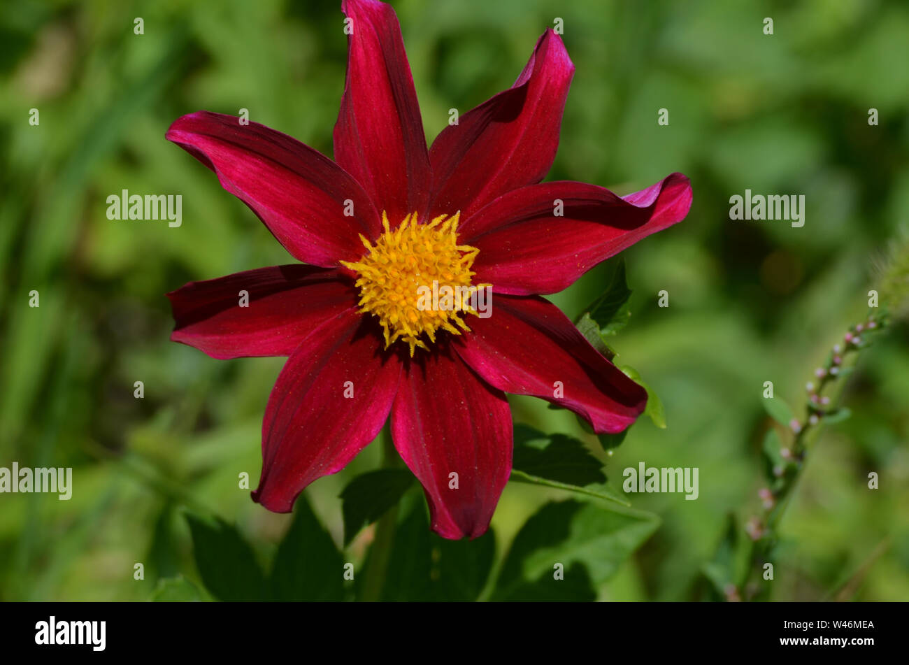 Flowers in an orchard in Uhum village, Nuratau mountains, Uzbekistan ...