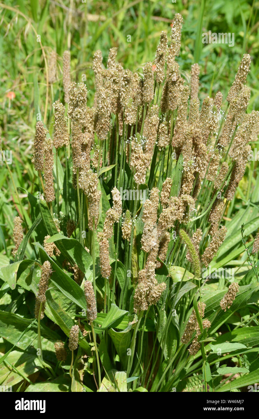 Flowers in an orchard in Uhum village, Nuratau mountains, Uzbekistan ...