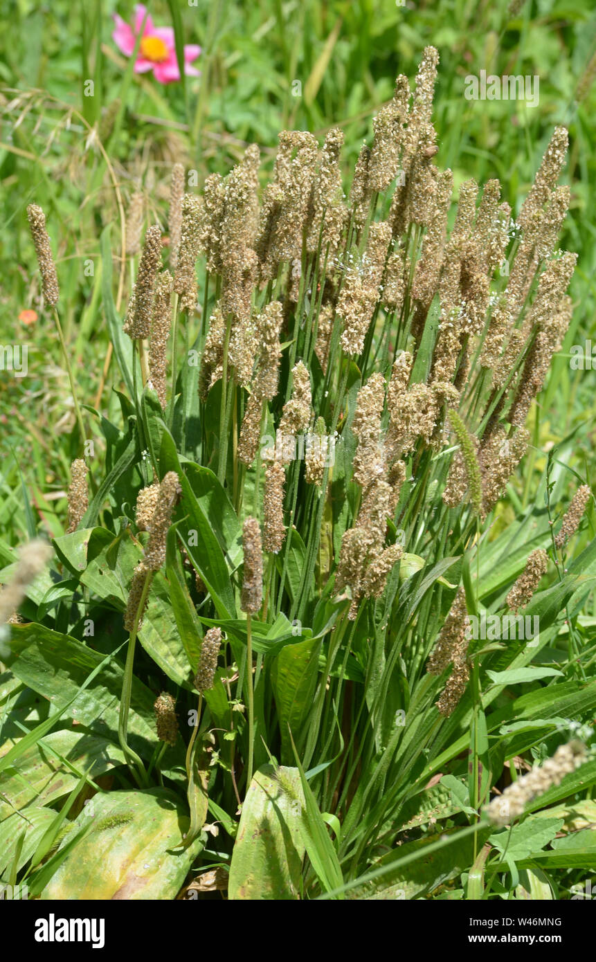 Flowers in an orchard in Uhum village, Nuratau mountains, Uzbekistan ...