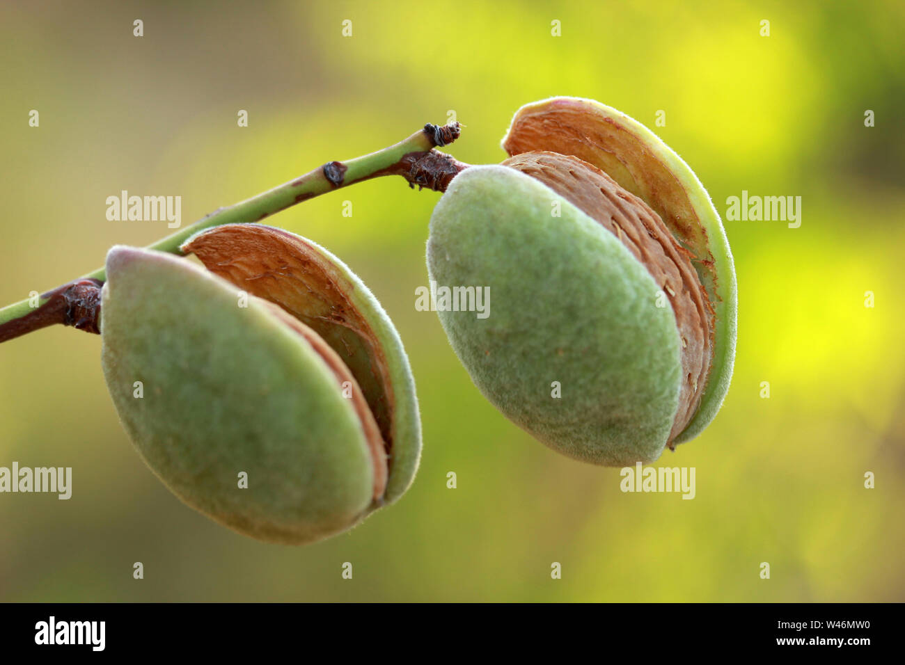 Almonds on a tree Stock Photo - Alamy