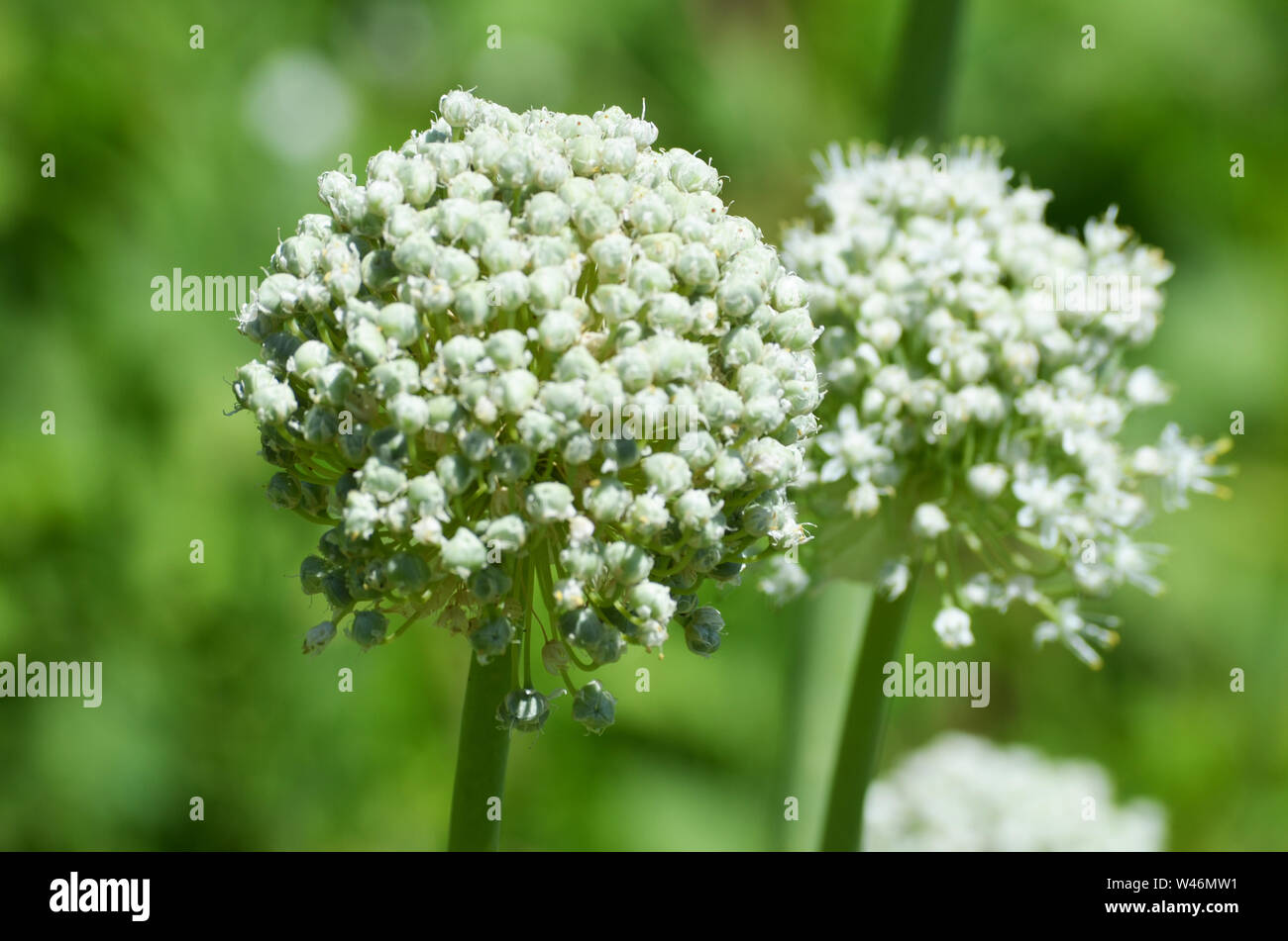 Flowers in an orchard in Uhum village, Nuratau mountains, Uzbekistan ...
