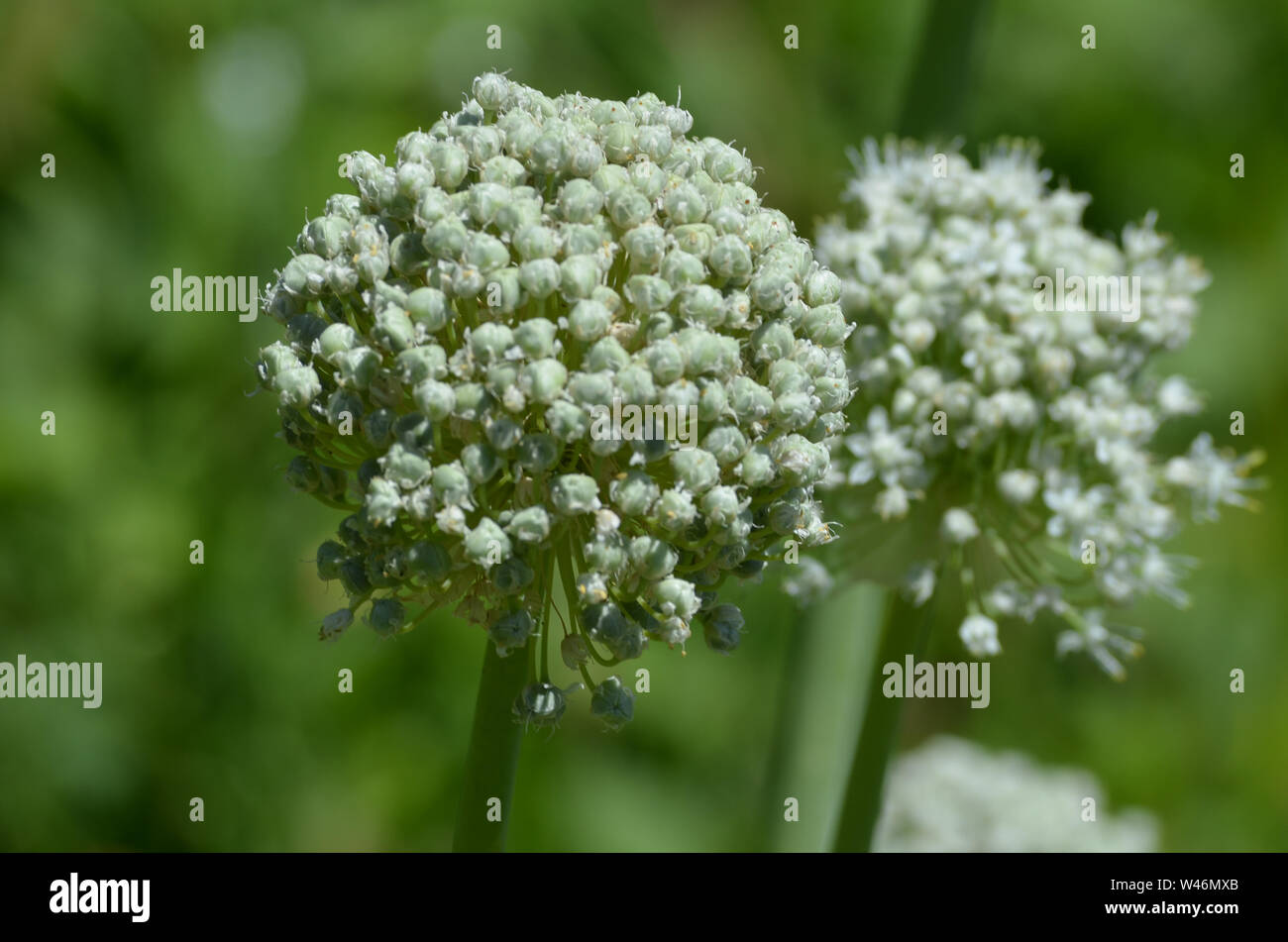 Flowers in an orchard in Uhum village, Nuratau mountains, Uzbekistan ...