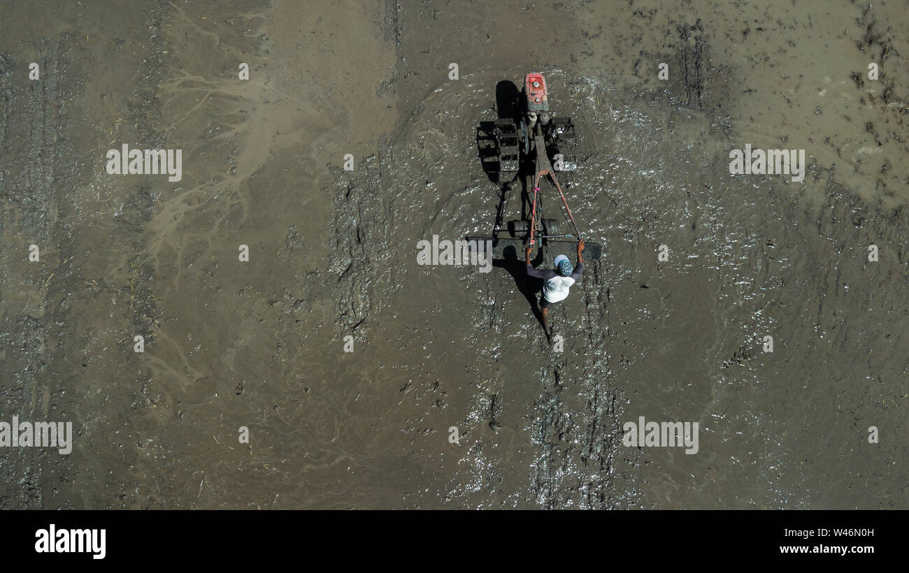 Traditional way of rice field plowing in Bali, Indonesia. Old ...