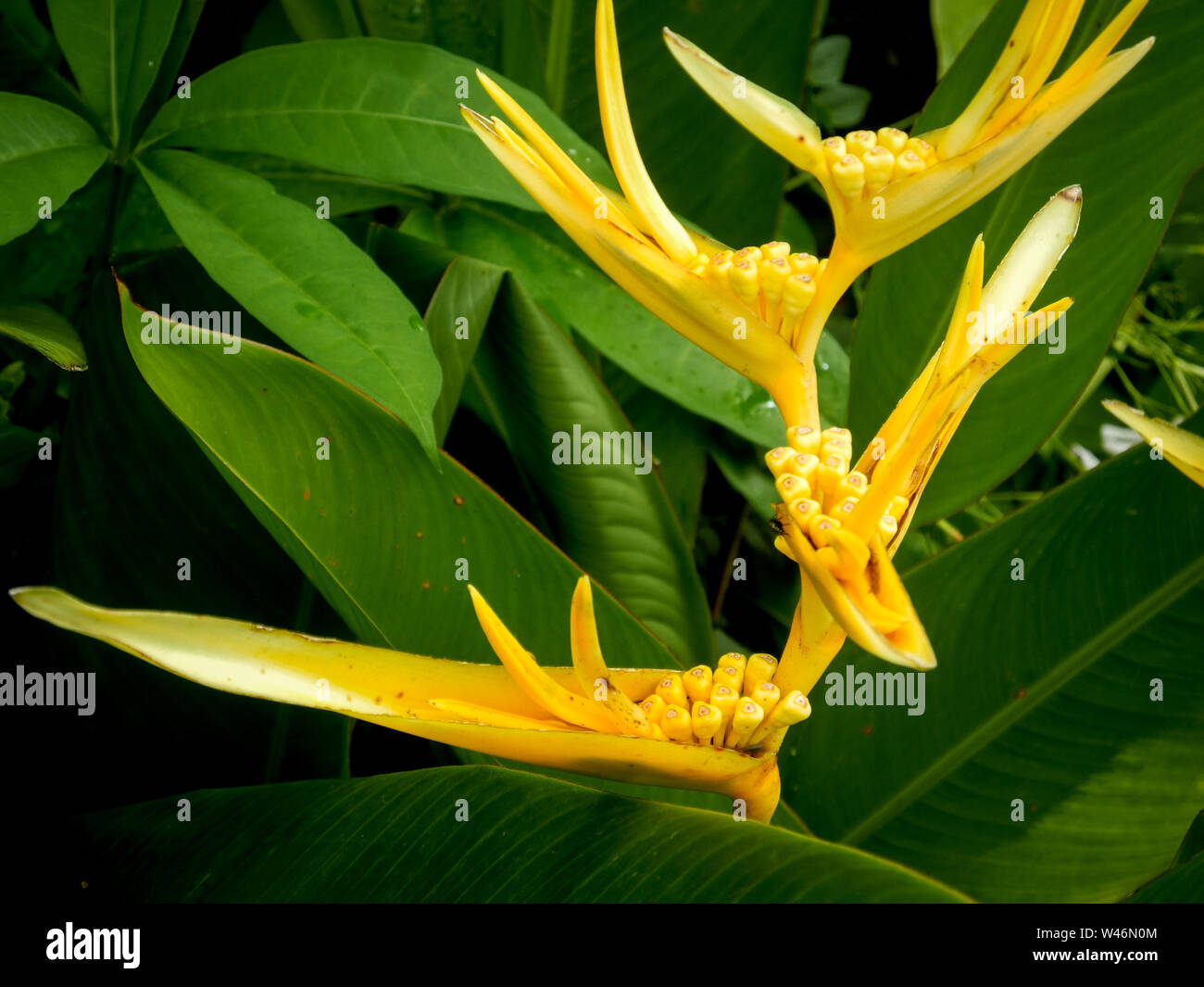 Caribbean yellow flower hi-res stock photography and images - Alamy