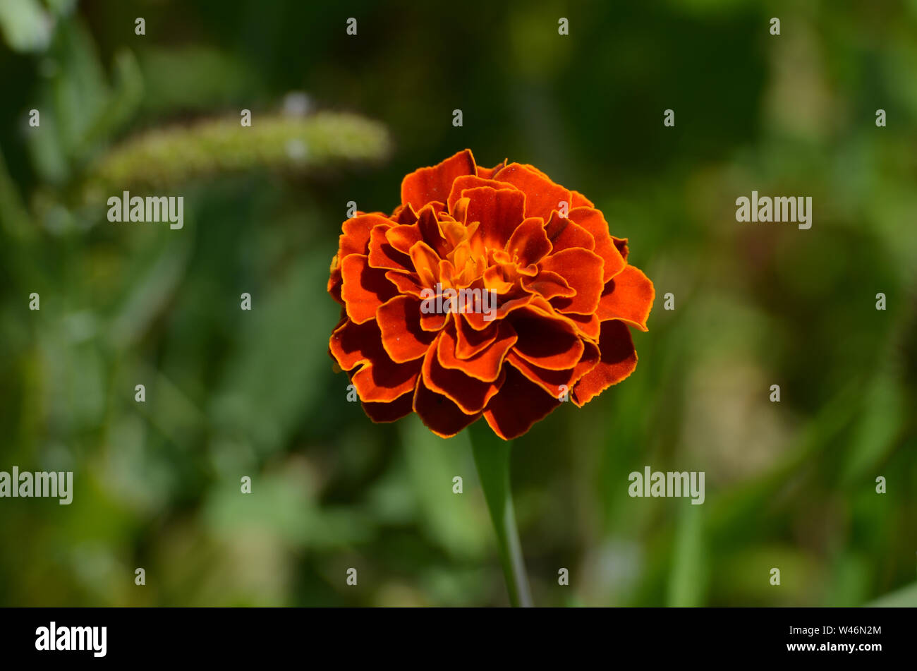 Flowers in an orchard in Uhum village, Nuratau mountains, Uzbekistan ...