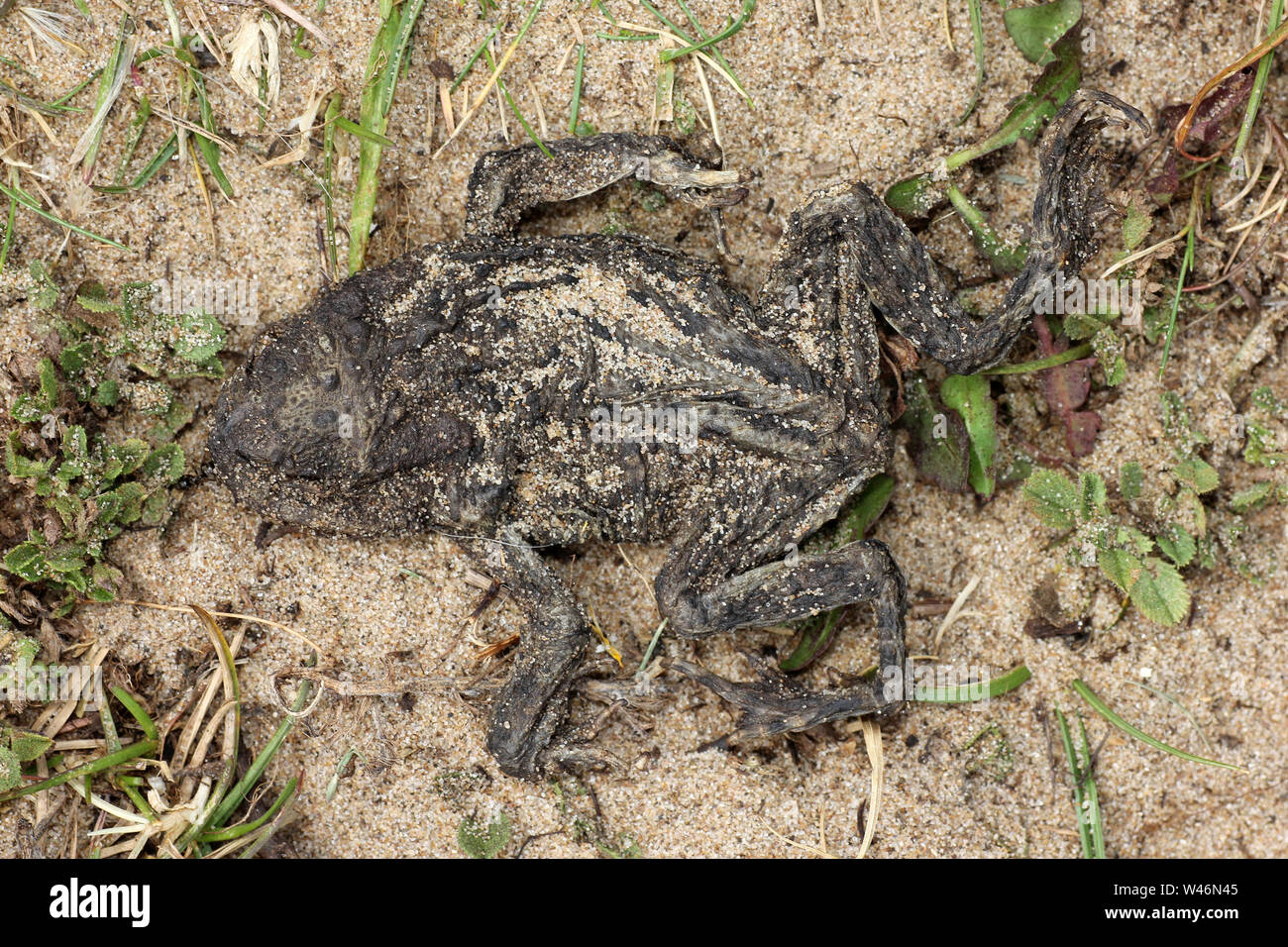 Life Cycle Of A Toad