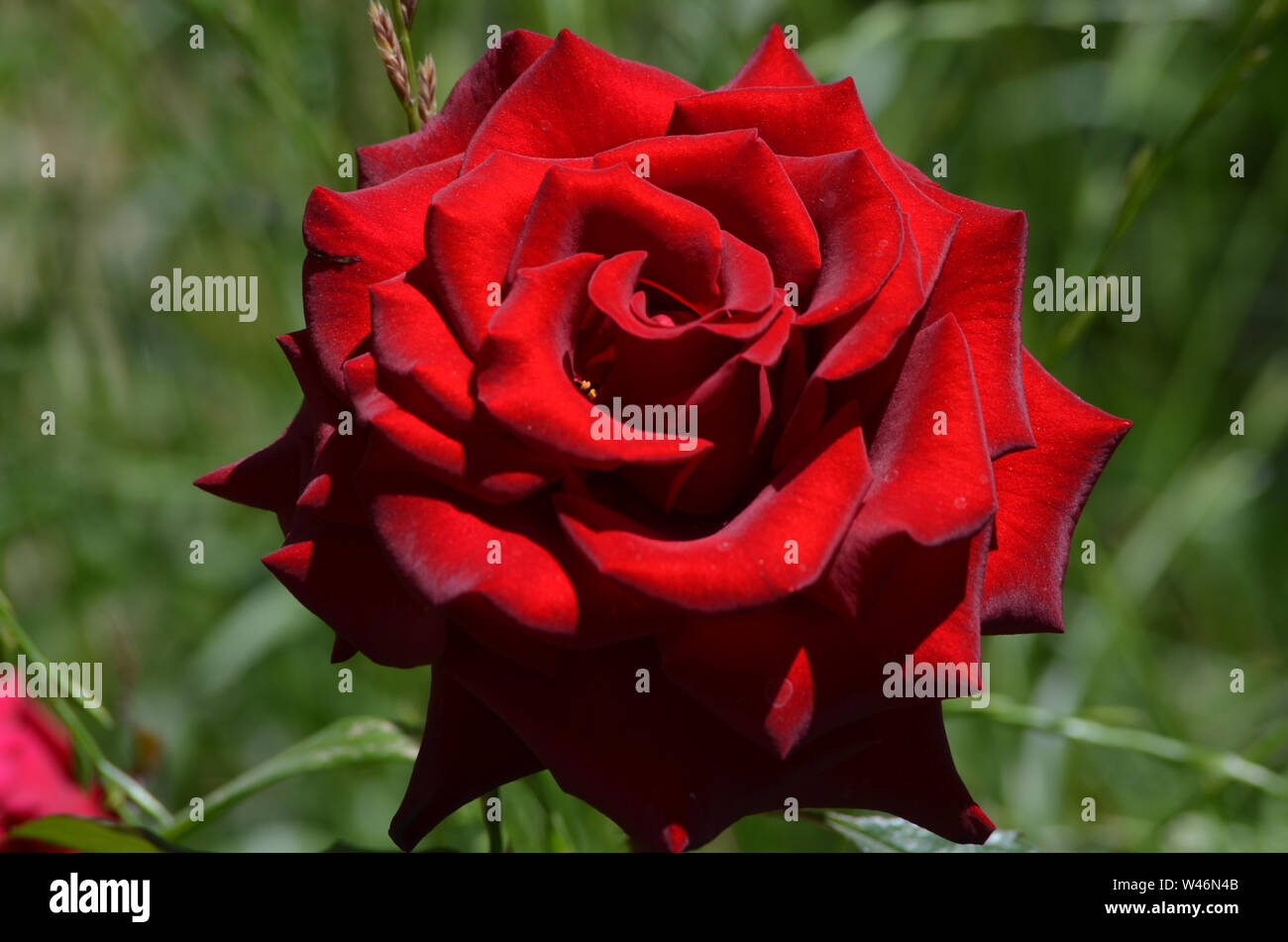 Flowers in an orchard in Uhum village, Nuratau mountains, Uzbekistan ...