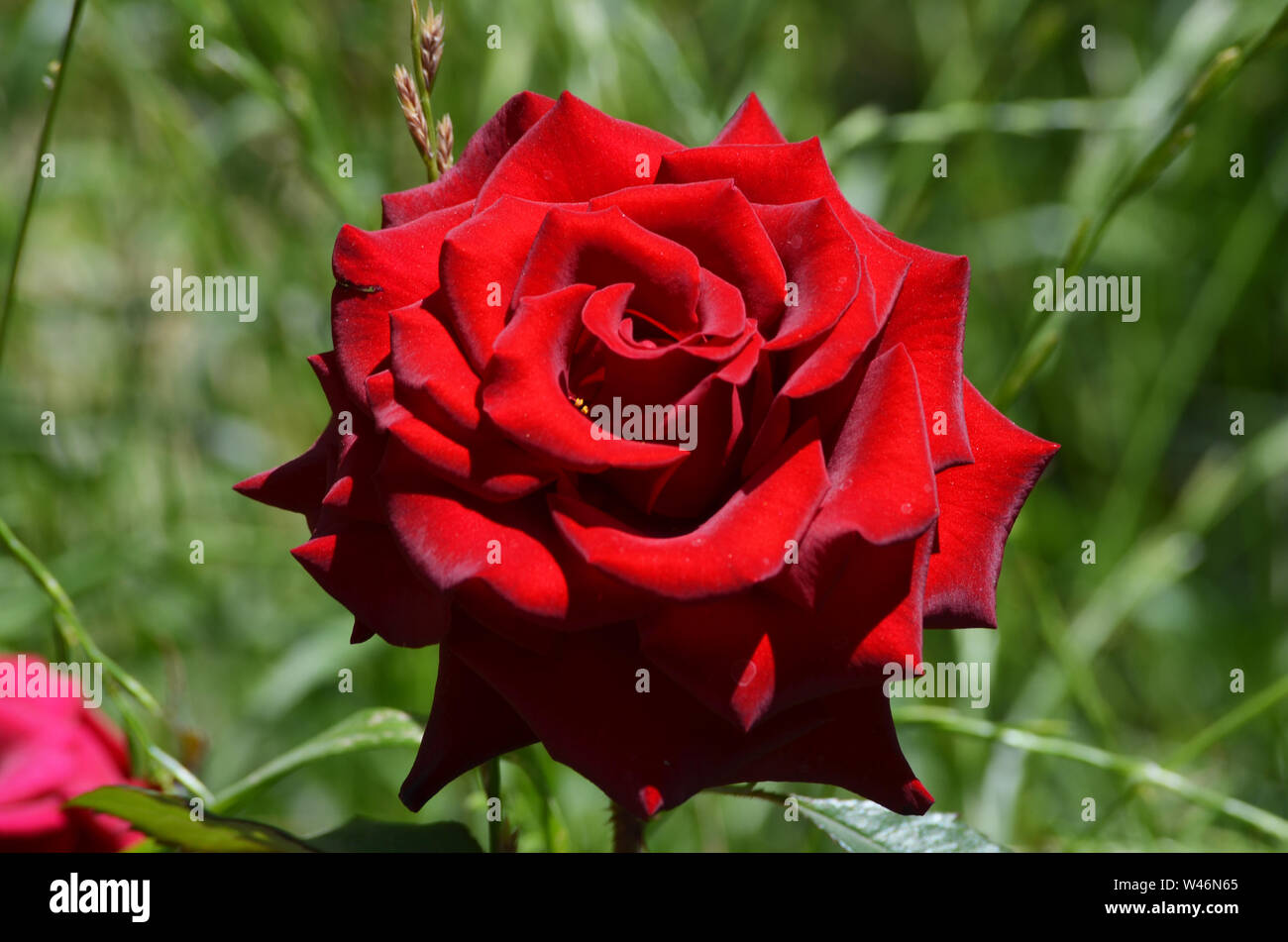 Flowers in an orchard in Uhum village, Nuratau mountains, Uzbekistan ...