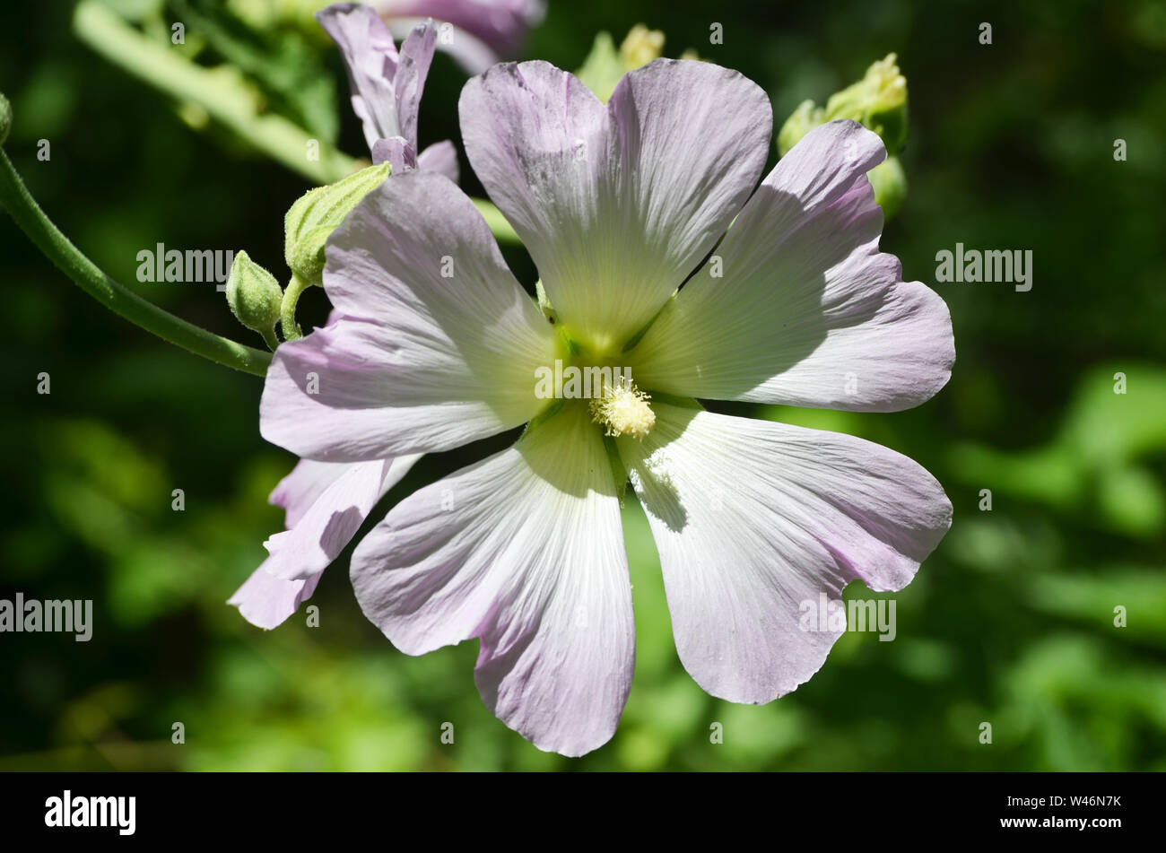 Flowers in an orchard in Uhum village, Nuratau mountains, Uzbekistan ...