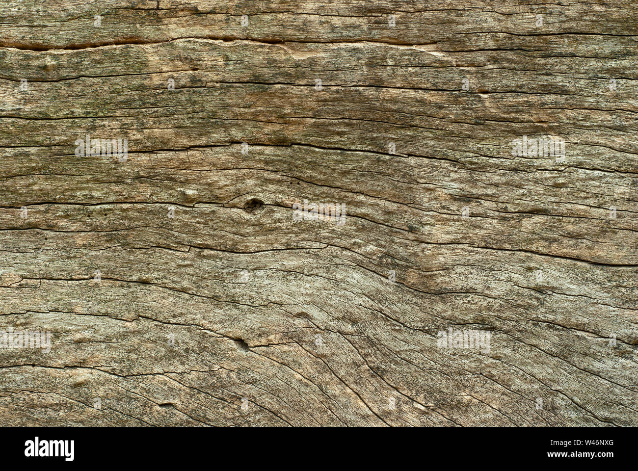 Texture of old stump Stock Photo - Alamy